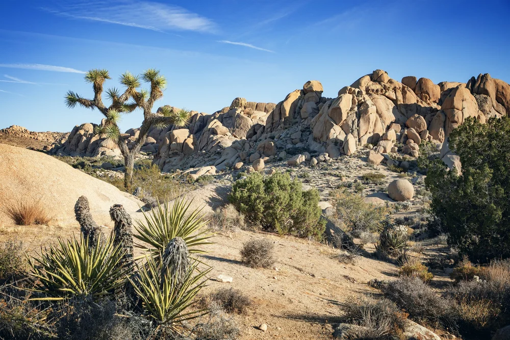 Perfect 1 Day Itinerary for Joshua Tree National Park — Flying Dawn ...