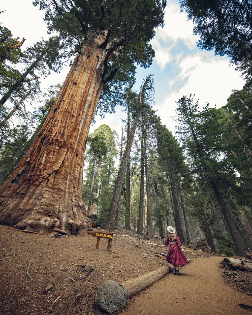 Congress Trail (Sequoia National Park) — Flying Dawn Marie | Travel ...