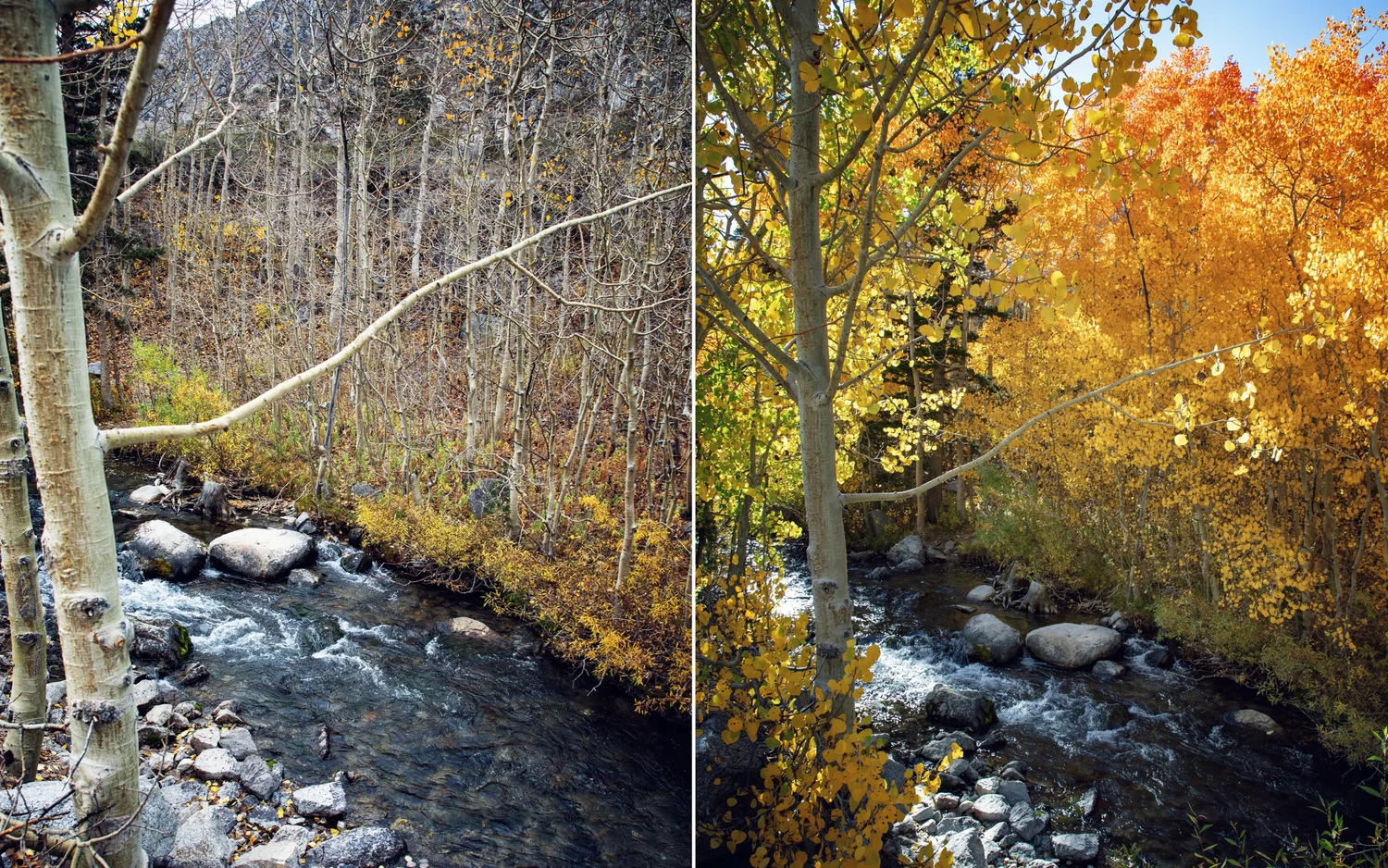 Eastern Sierra Fall Colors Report (10/9) **GO NOW/GO SOON** — Flying ...