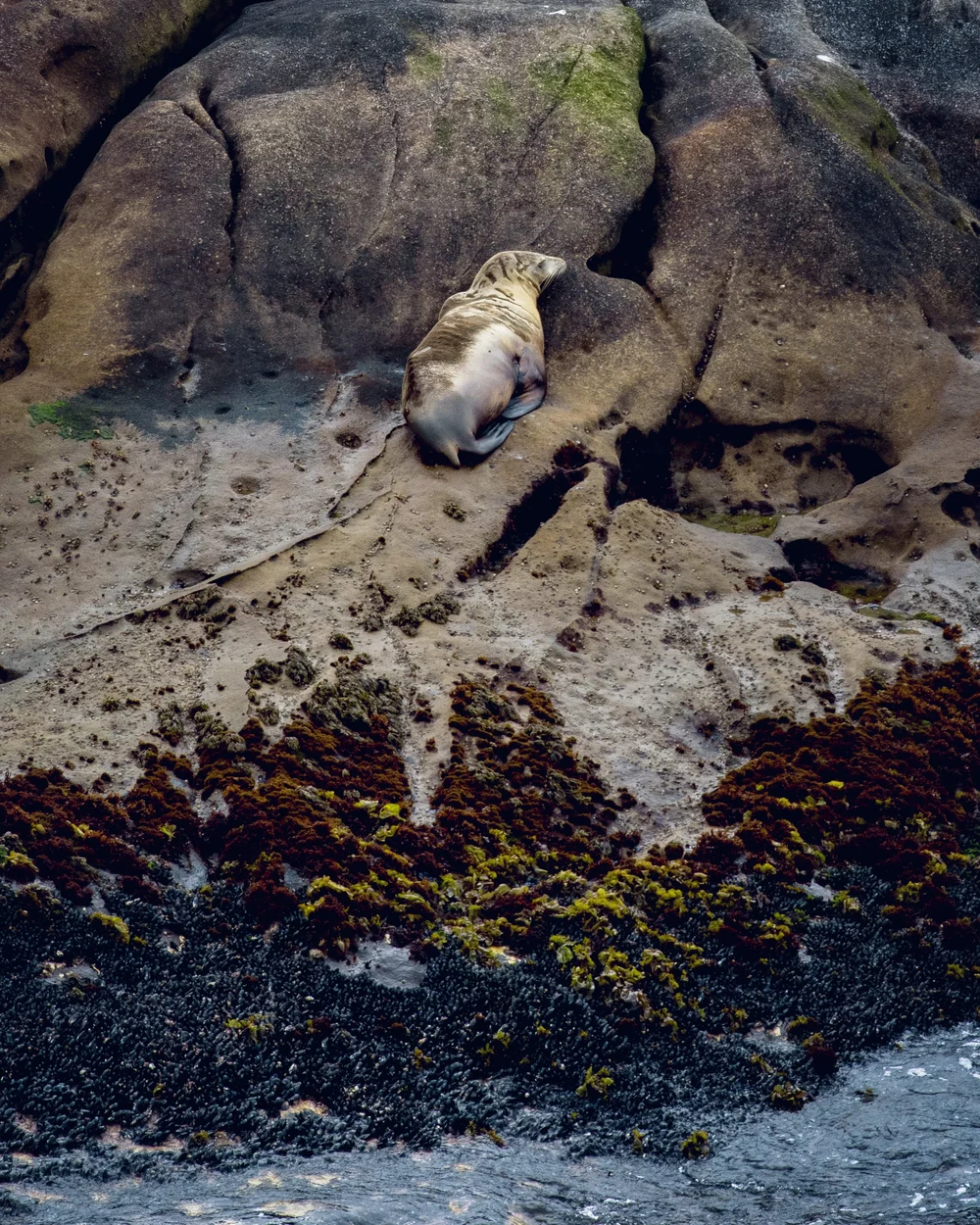 First Timers Guide to Point Lobos State Natural Reserve — Flying Dawn ...