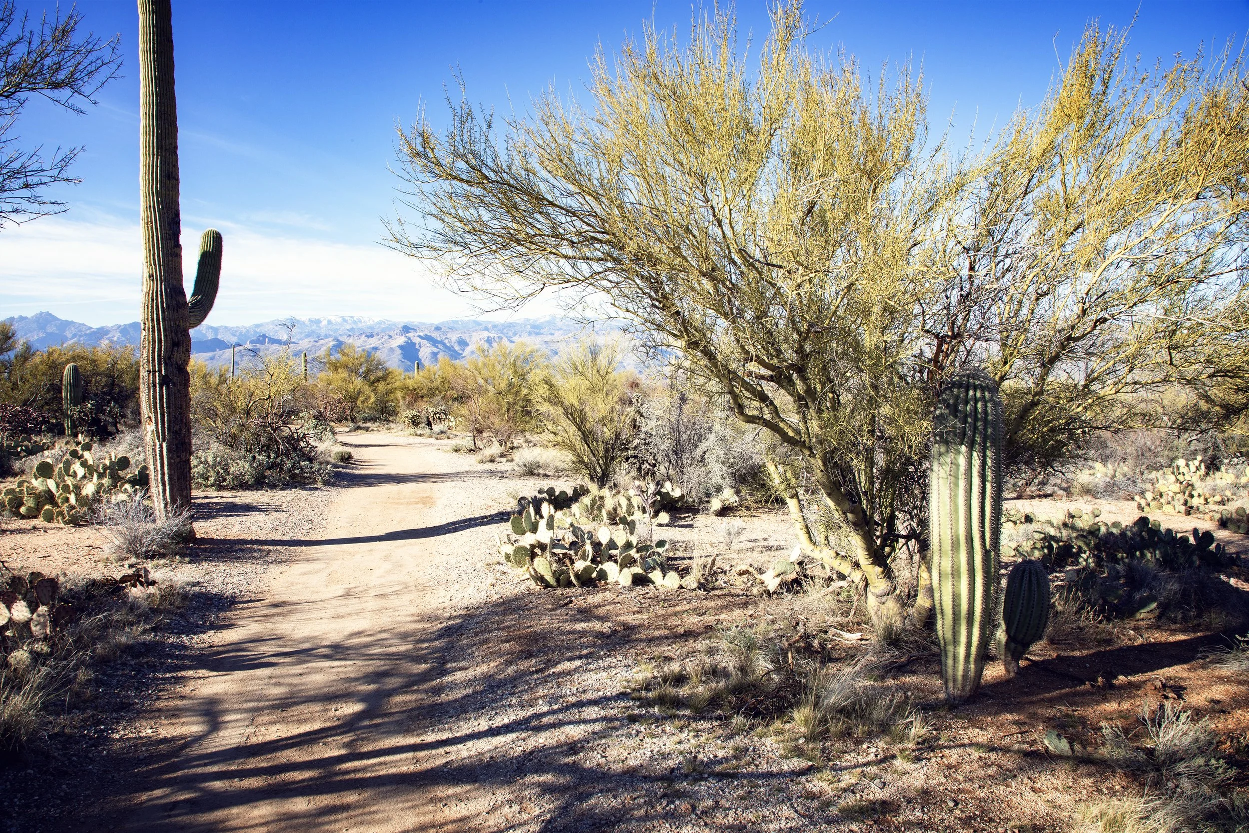 Mica View Trail - Easy & Fun Hike in Saguaro National Park (Tucson, AZ ...