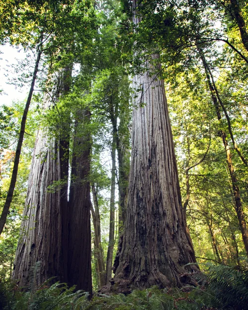 Tall Trees Grove Trail (Redwood National Park) — Flying Dawn Marie ...