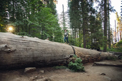 Tunnel Log Drive Through Tree in Sequoia National Park — Flying Dawn ...