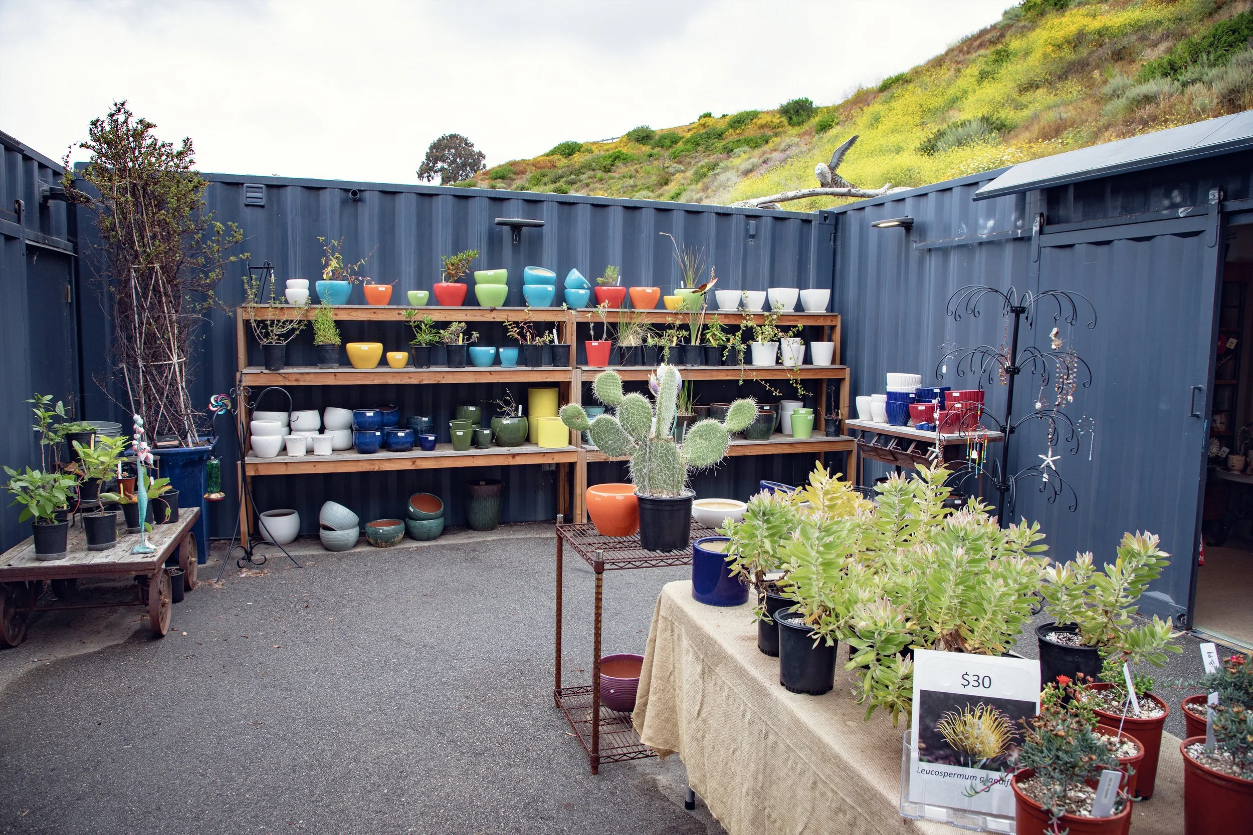 Ventura Botanical Gardens: Lush Oasis + Coastal Views — Flying Dawn ...