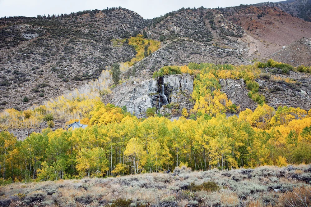 Eastern Sierra Fall Colors Report (10/9) **GO NOW/GO SOON** — Flying ...