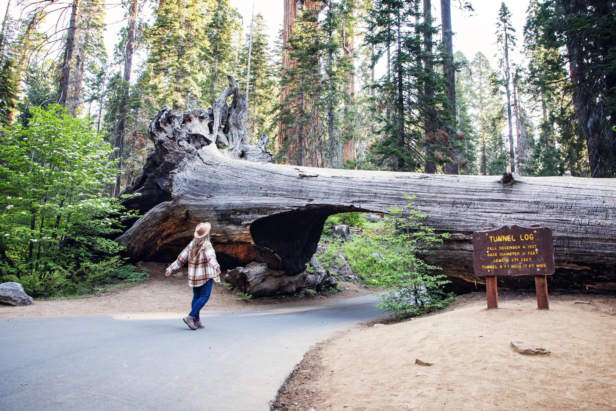 Majestic Mountain Loop 3-Park Road Trip: Yosemite, Sequoia & Kings ...