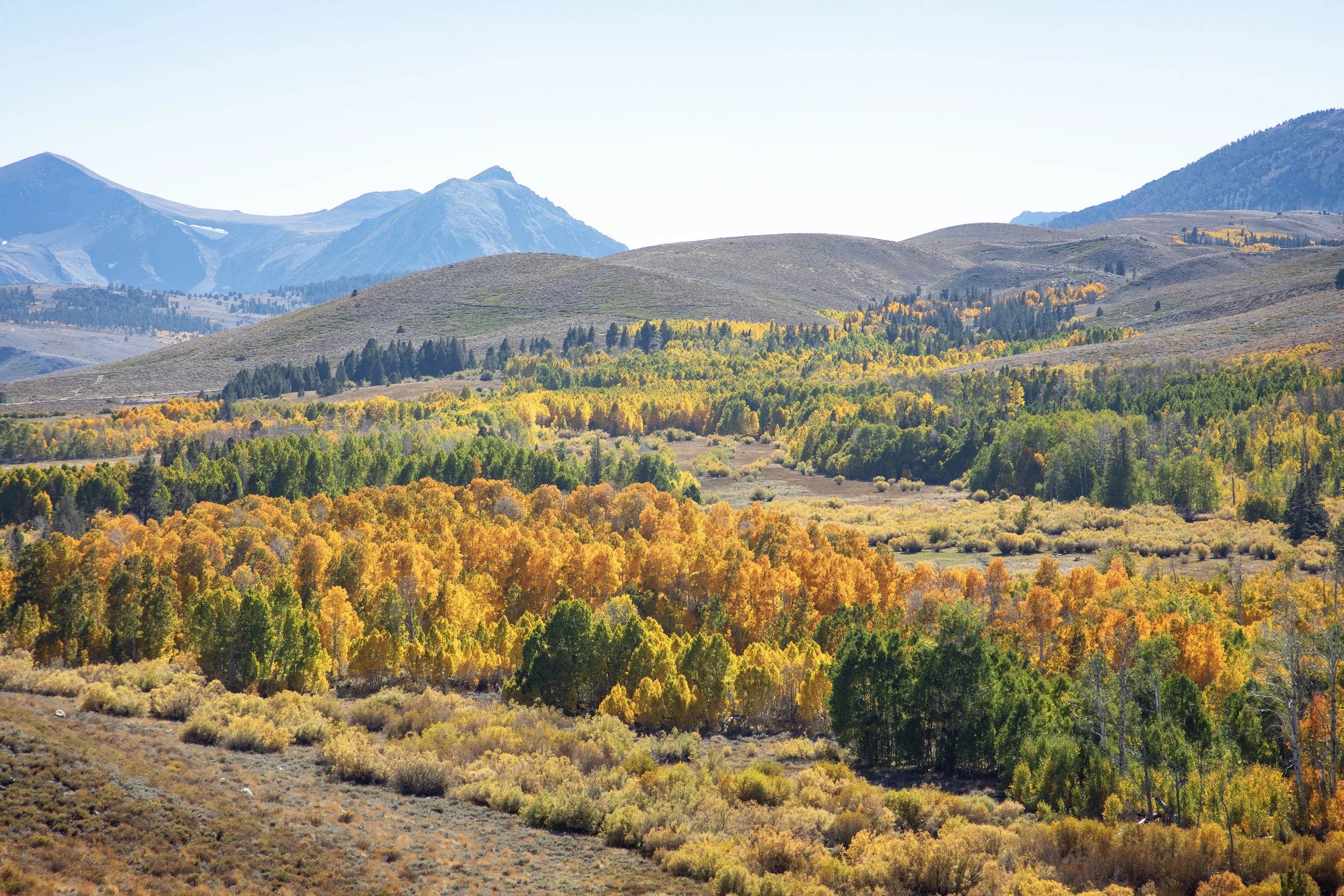 Eastern Sierra Fall Colors Report (10/3/24) **GO NOW!** — Flying Dawn ...