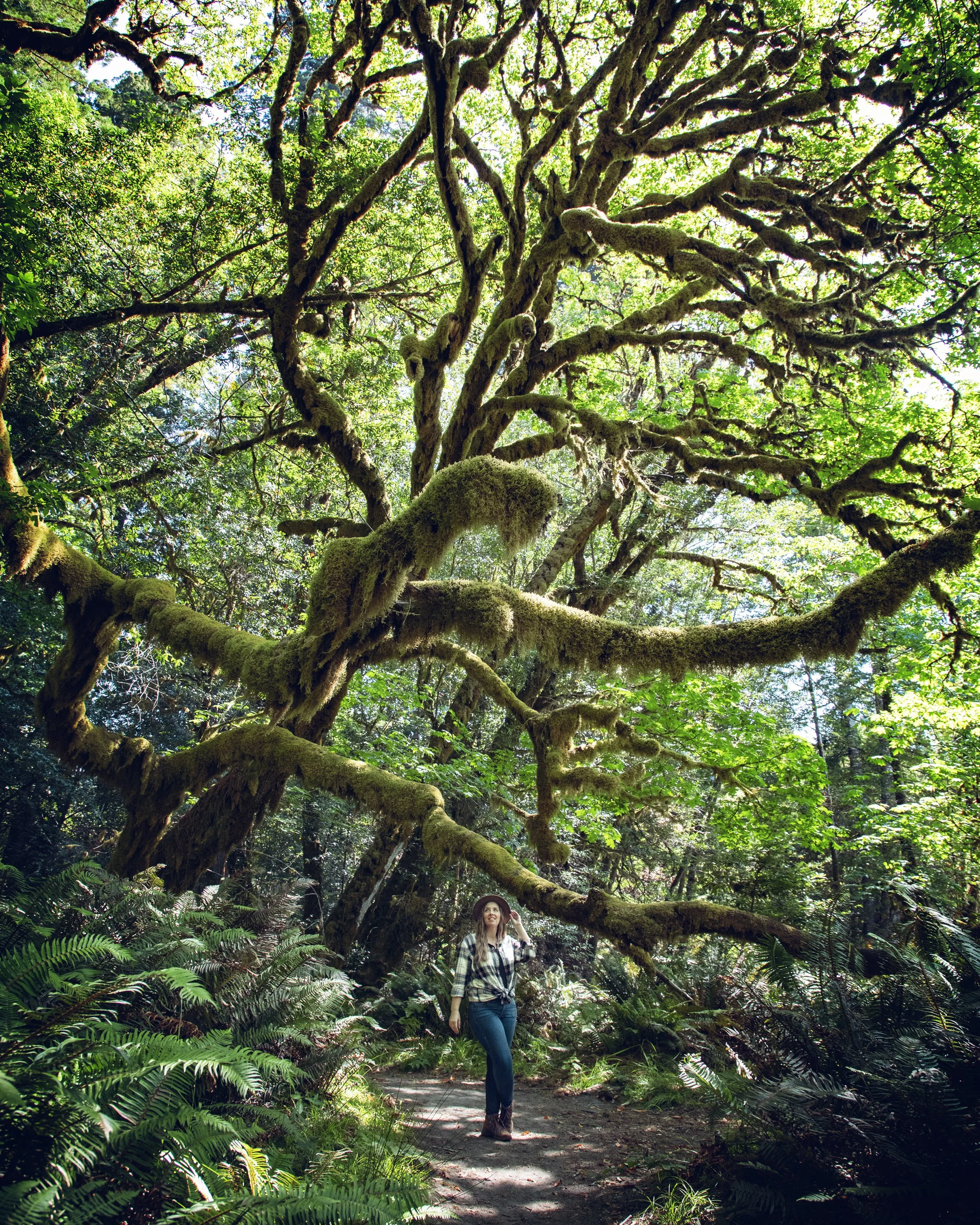 Tall Trees Grove Trail (Redwood National Park) — Flying Dawn Marie ...