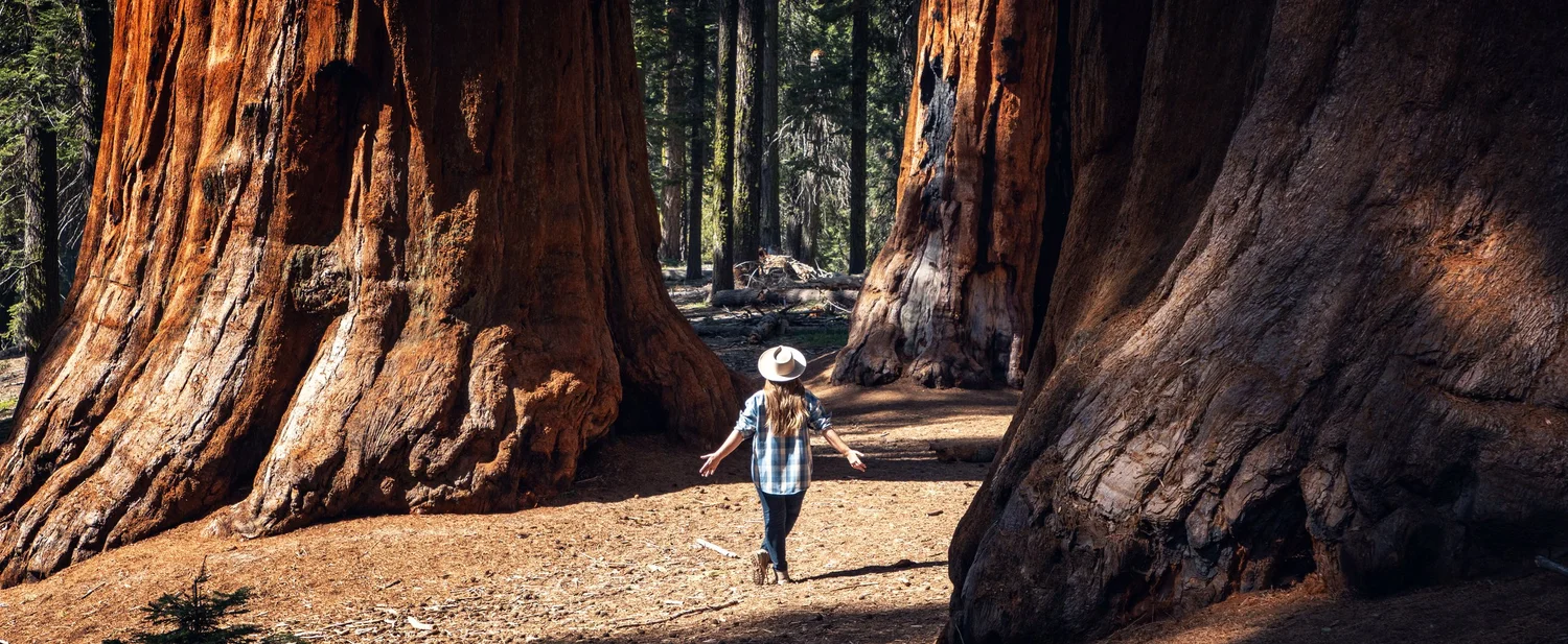 Sequoia National Park in Spring: Current Conditions, Best Hikes & What ...