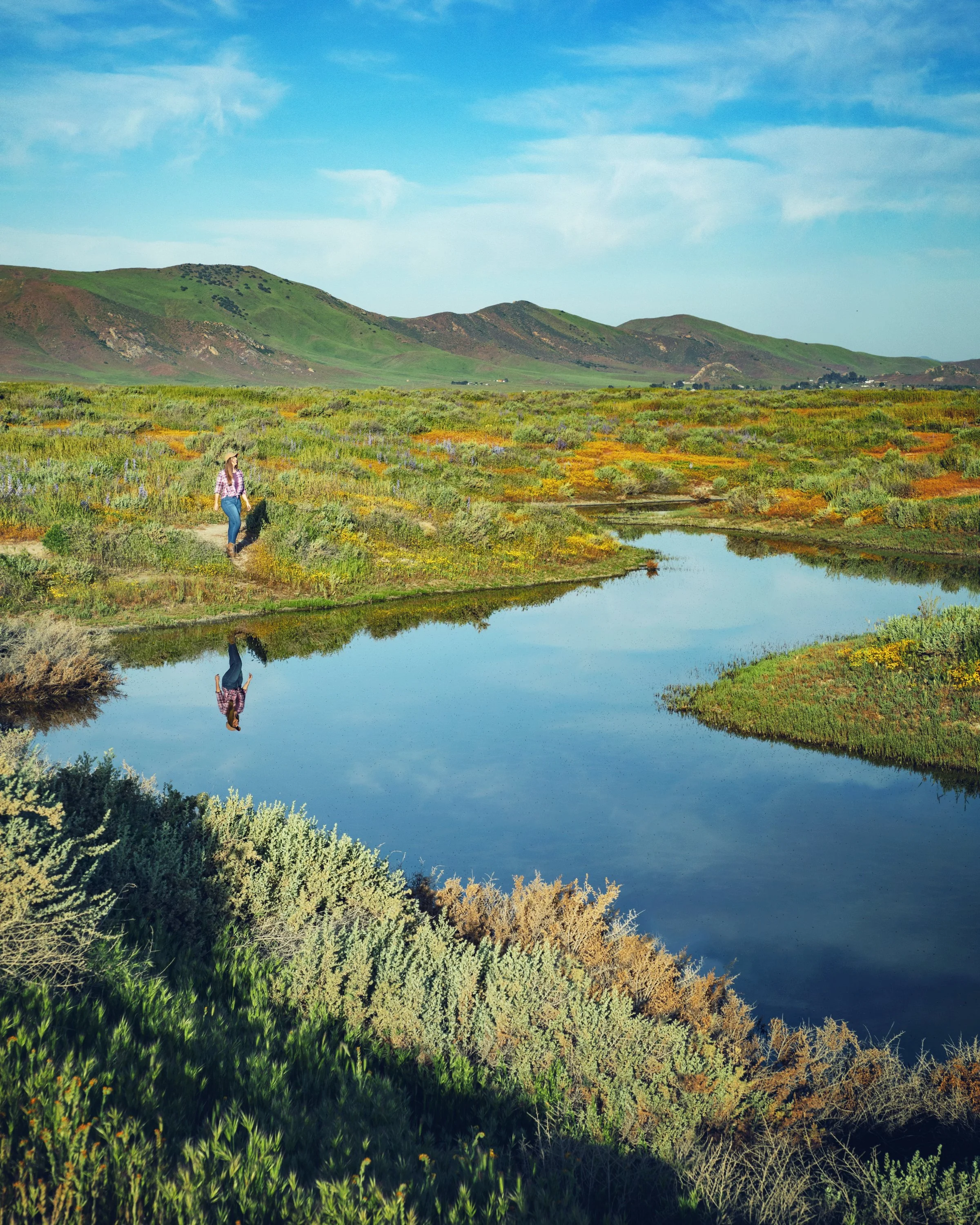 Spring Wildflowers at Carrizo Plain National Monument — Flying Dawn ...