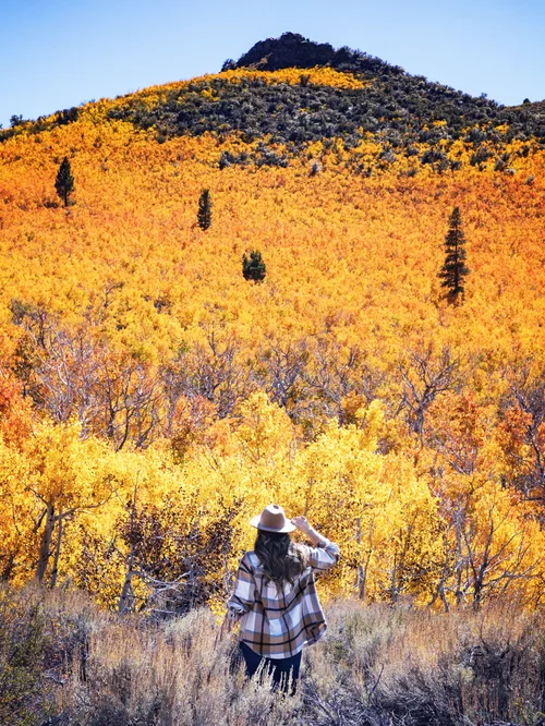 Eastern Sierra Fall Color Report (GO NOW/GO SOON) - Top Spots in Mono ...