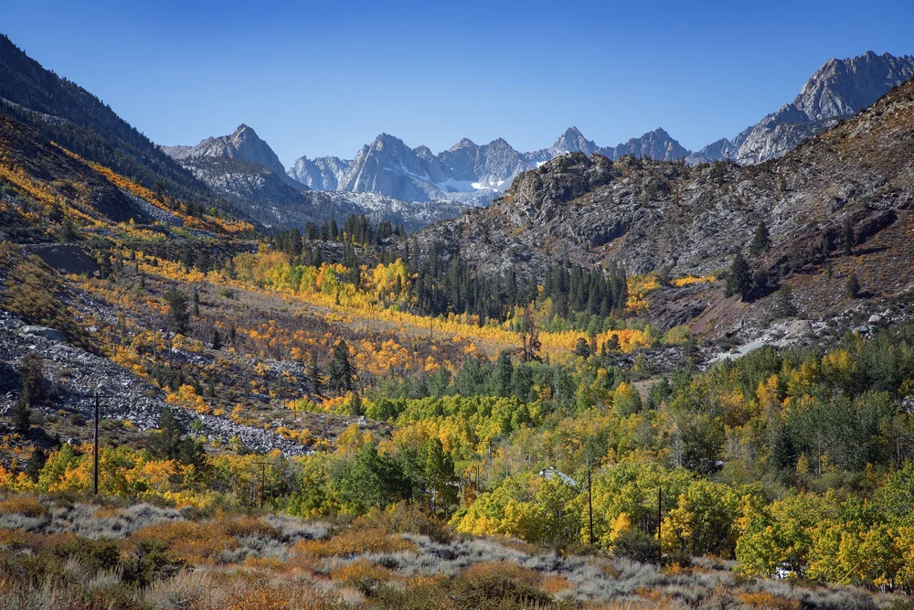 Eastern Sierra Fall Colors Report (10/3/24) **GO NOW!** — Flying Dawn ...