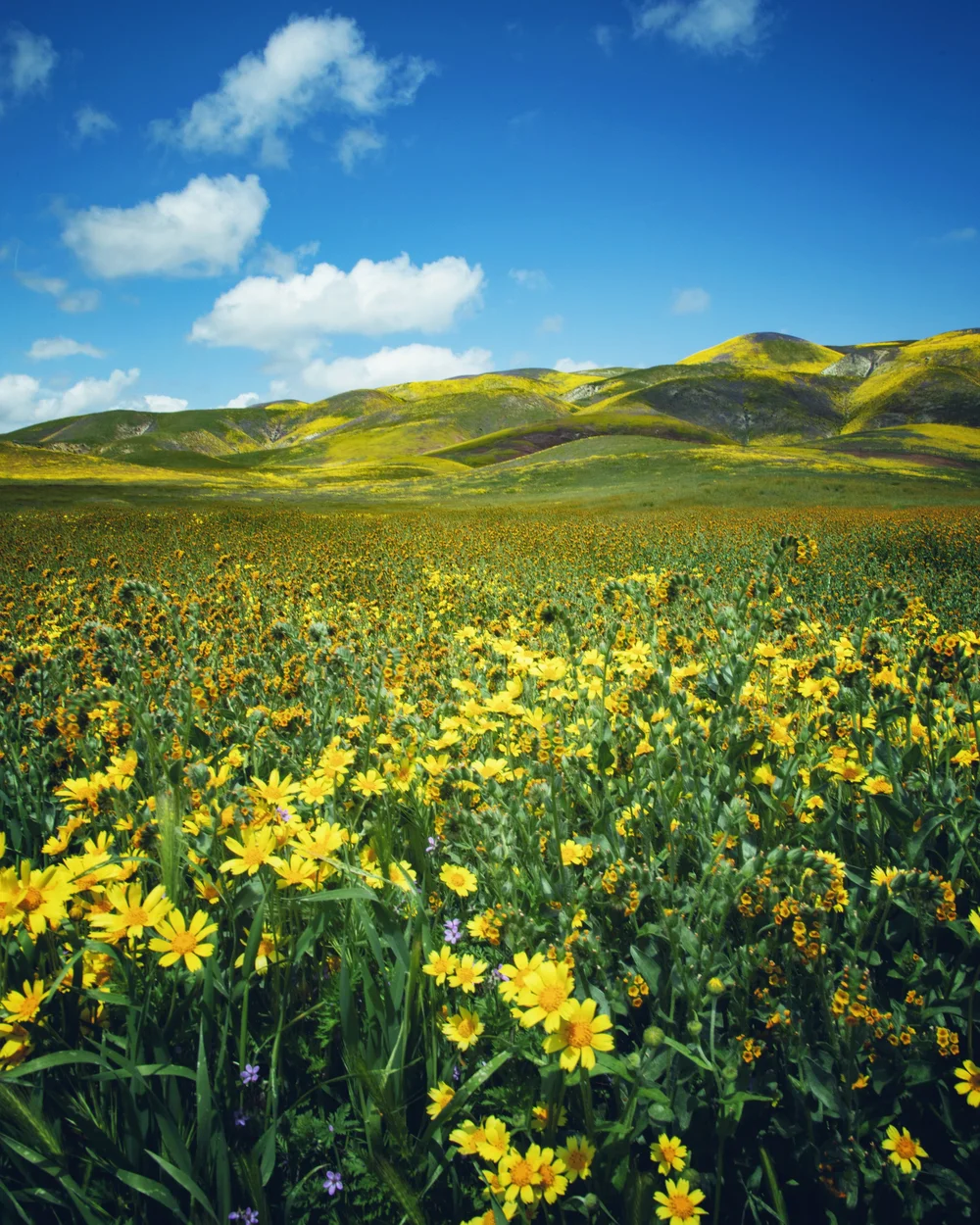 Spring Wildflowers at Carrizo Plain National Monument — Flying Dawn ...