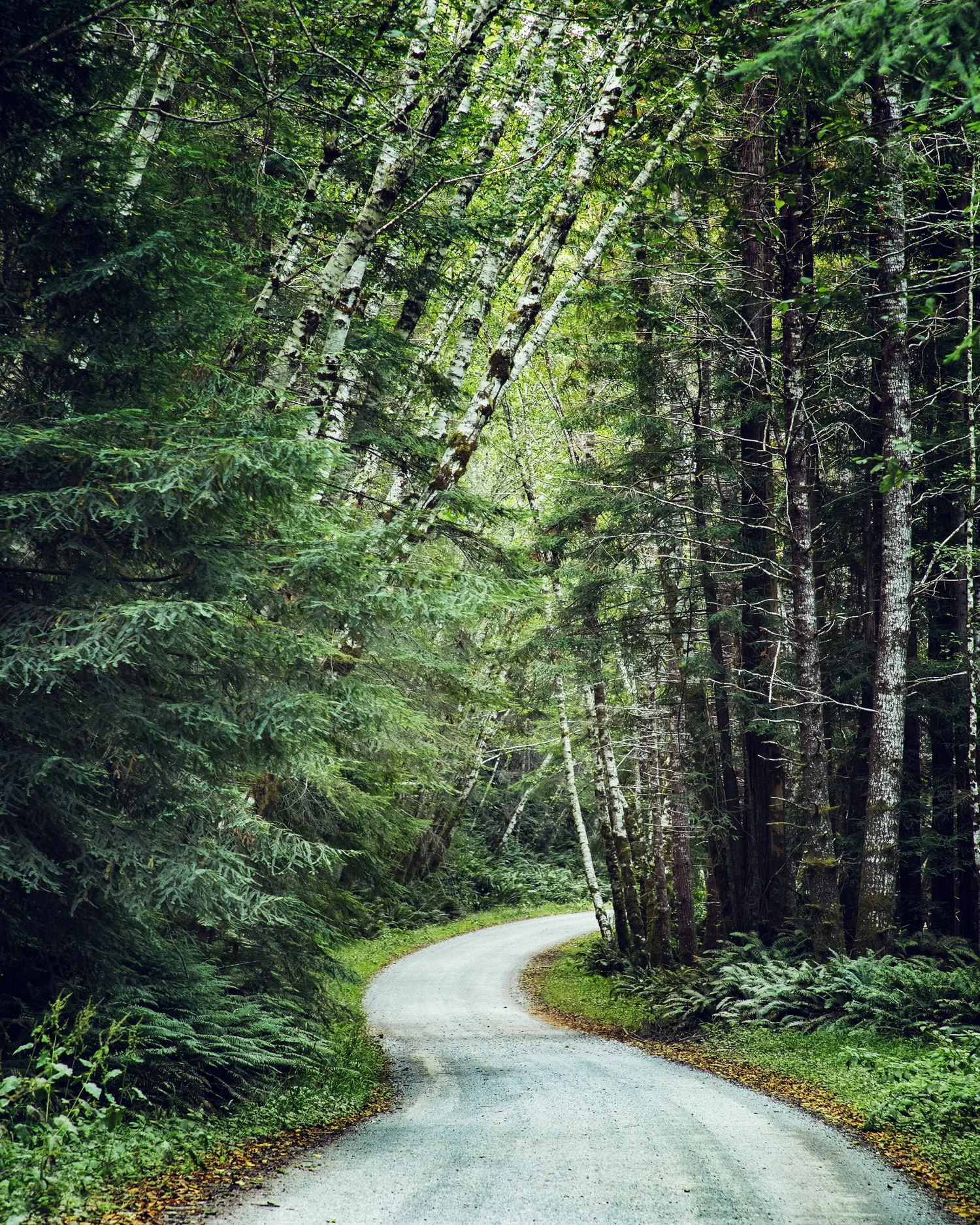 Tall Trees Grove Trail (Redwood National Park) — Flying Dawn Marie ...