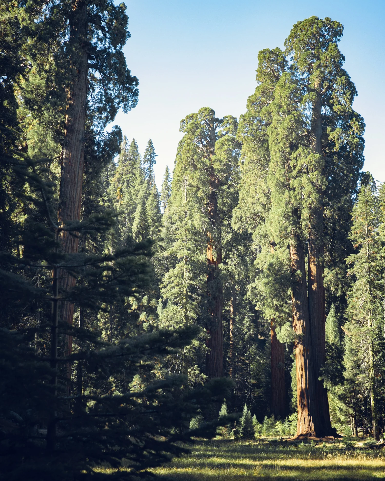 Big Trees Trail in Sequoia National Park — Flying Dawn Marie | Travel ...