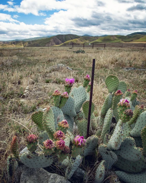 Wind Wolves Preserve in the Central Valley (Bakersfield, CA) — Flying ...