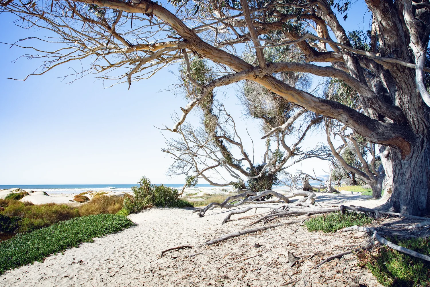 Monarch Butterfly Grove - Thousands of Butterflies in Pismo Beach, CA ...