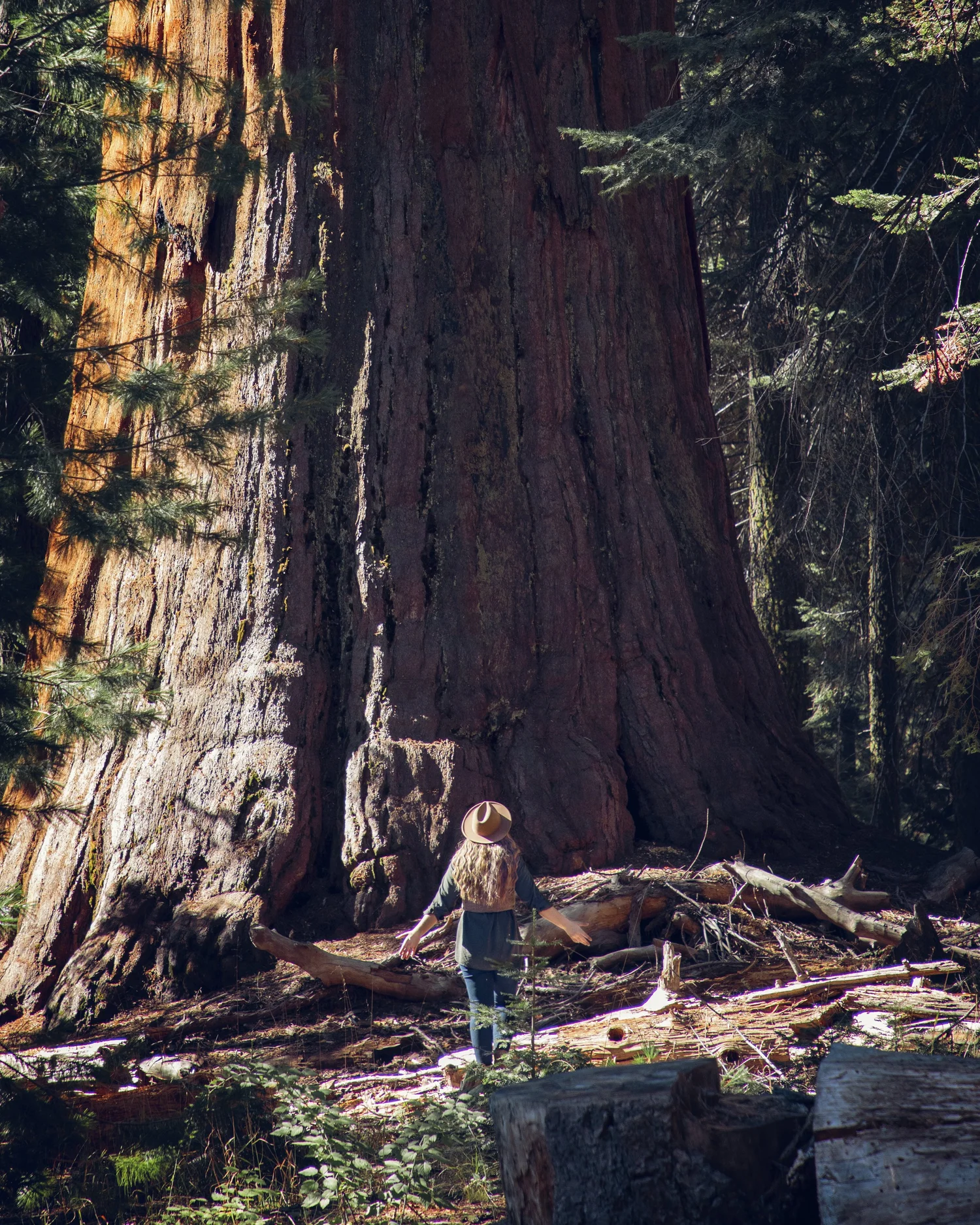 Big Trees Trail in Sequoia National Park — Flying Dawn Marie | Travel ...