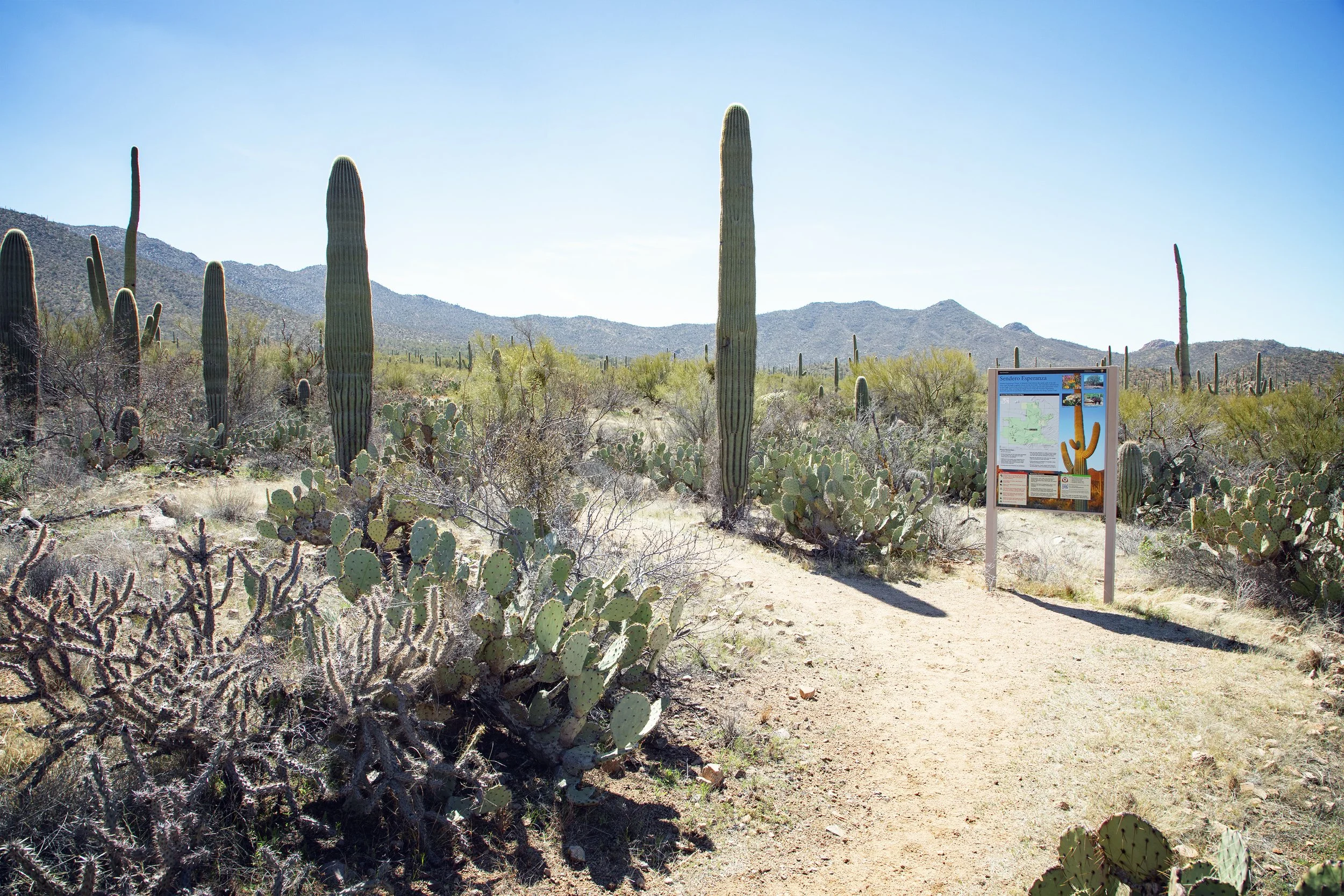 Bajada Loop Drive Stops (Saguaro National Park West) — Flying Dawn ...
