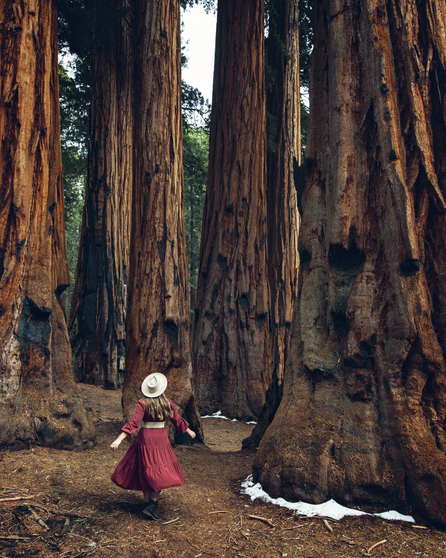 Visit the General Sherman Tree in Sequoia National Park — Flying Dawn ...