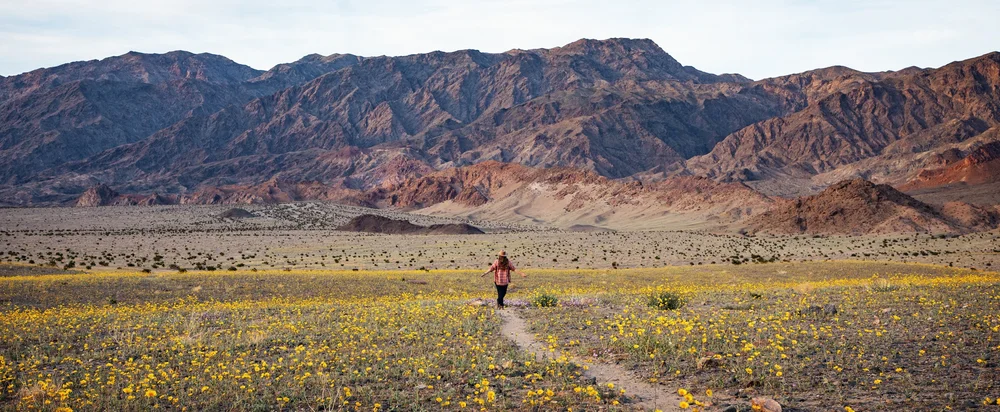 Death Valley SUPERBLOOM 2026: Where to See Wildflowers Right Now ...