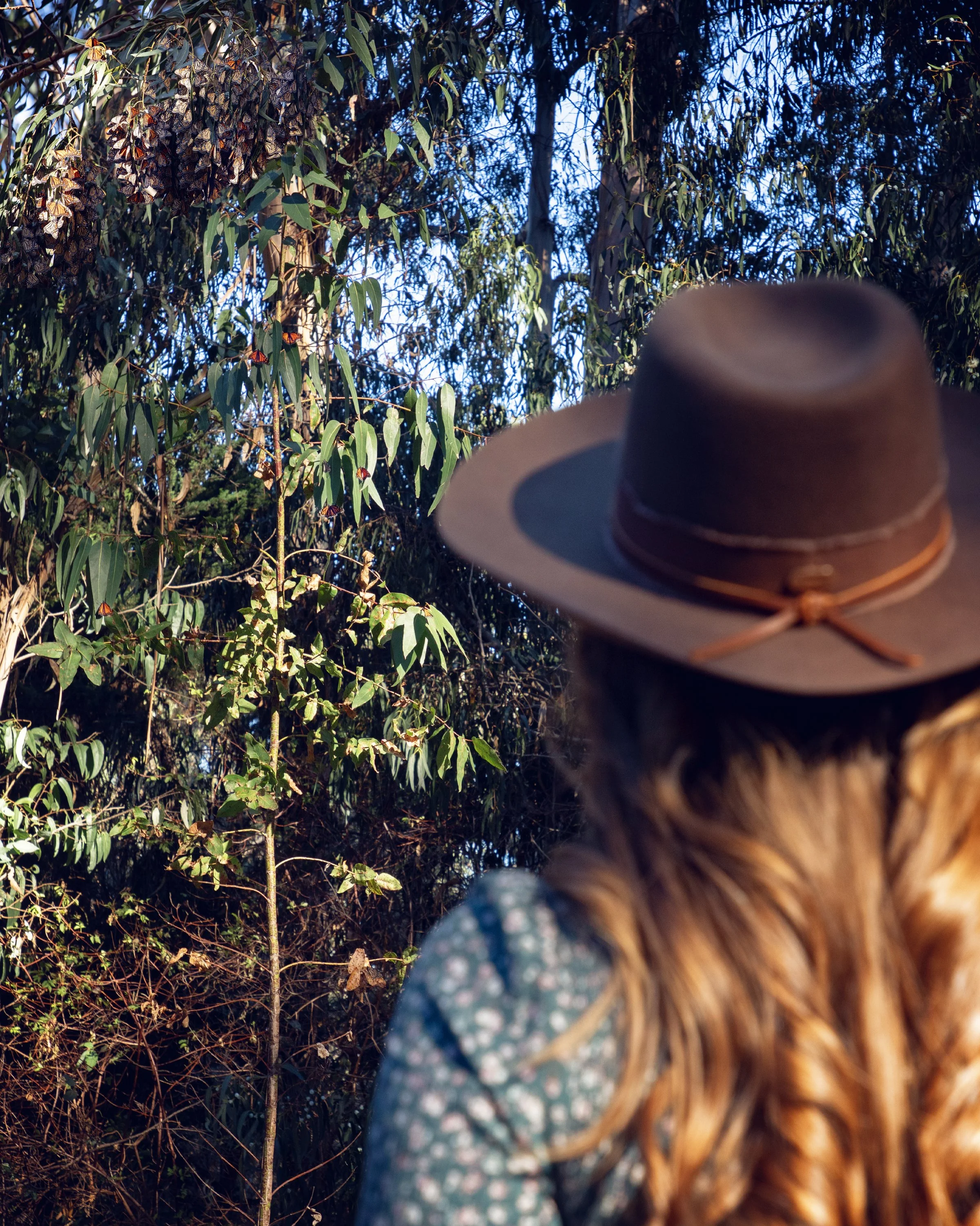 Monarch Butterfly Grove - Thousands of Butterflies in Pismo Beach, CA ...