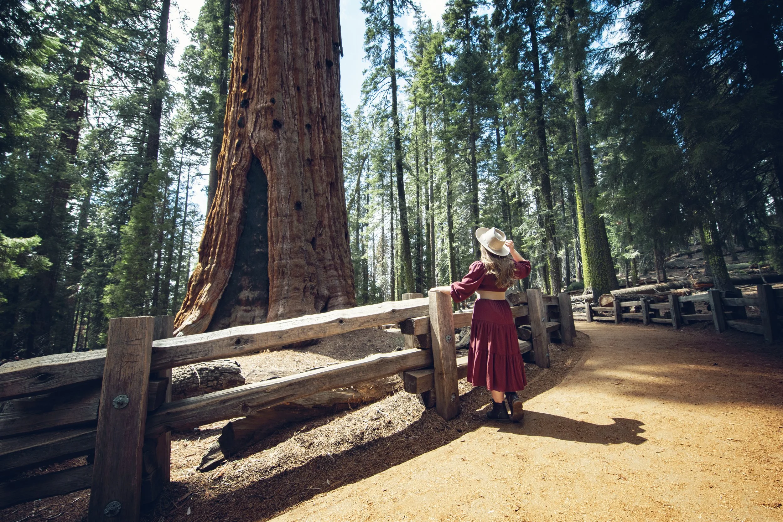 Visit the General Sherman Tree in Sequoia National Park — Flying Dawn ...