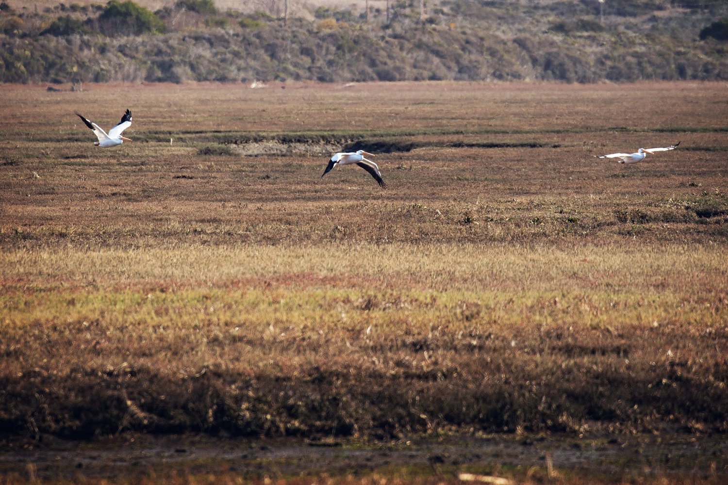 Morro Bay State Park First Timer's Guide - Hiking, Kayaking & Wildlife ...