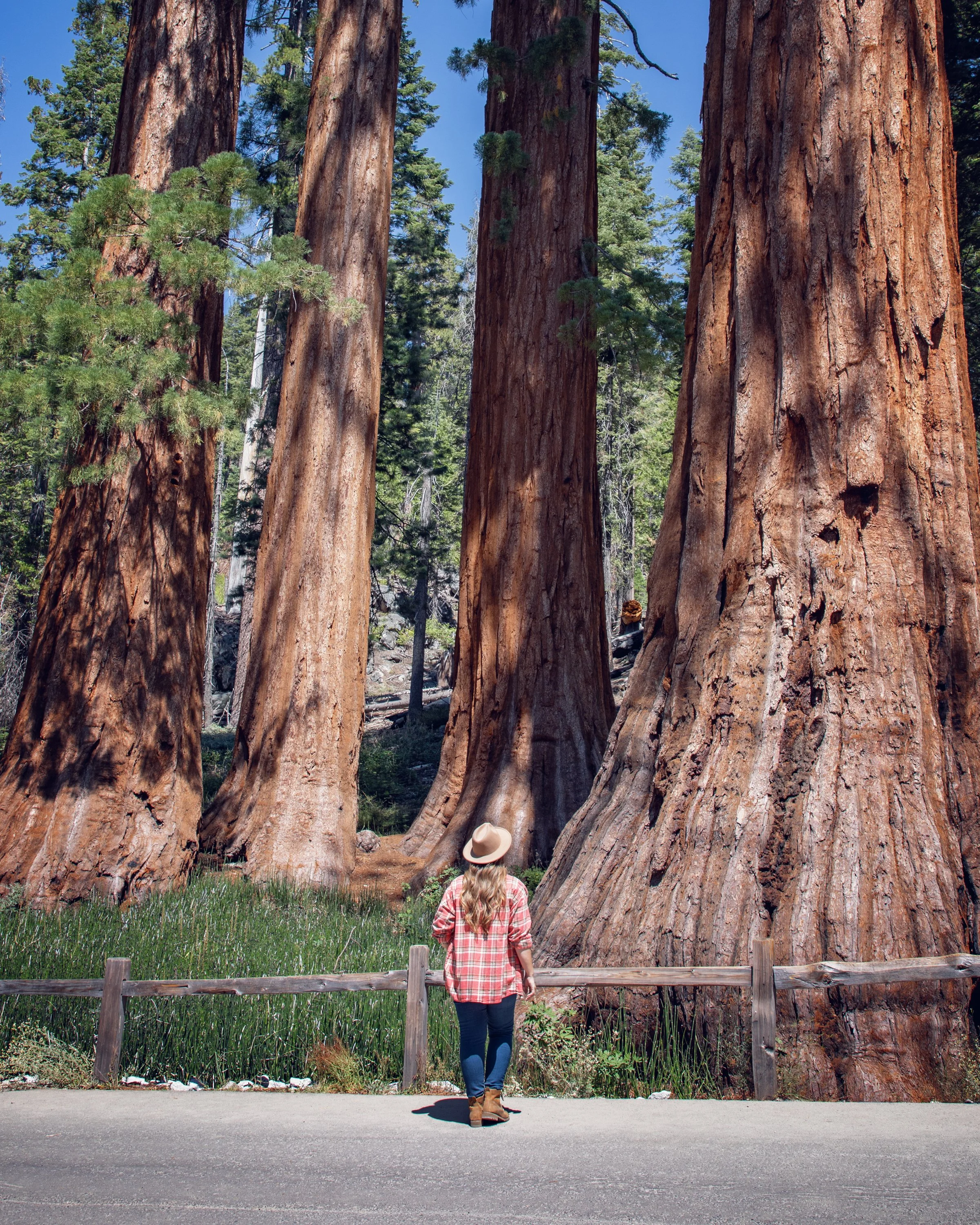 Mariposa Grove of Giant Sequoias Visitors Guide (YOSEMITE) — Flying ...