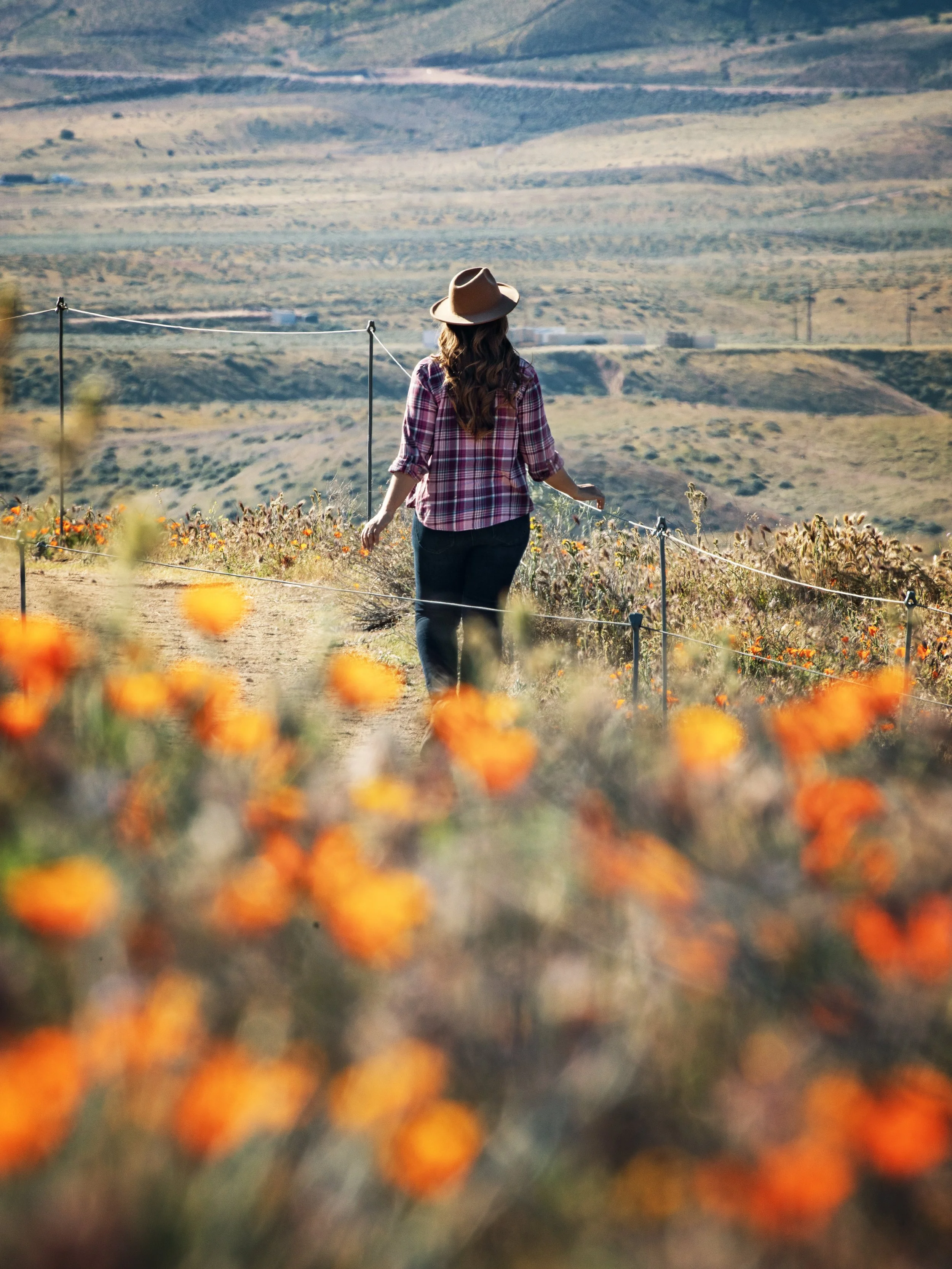 Antelope Valley Poppy Reserve: California Poppies Blooming Right Now ...