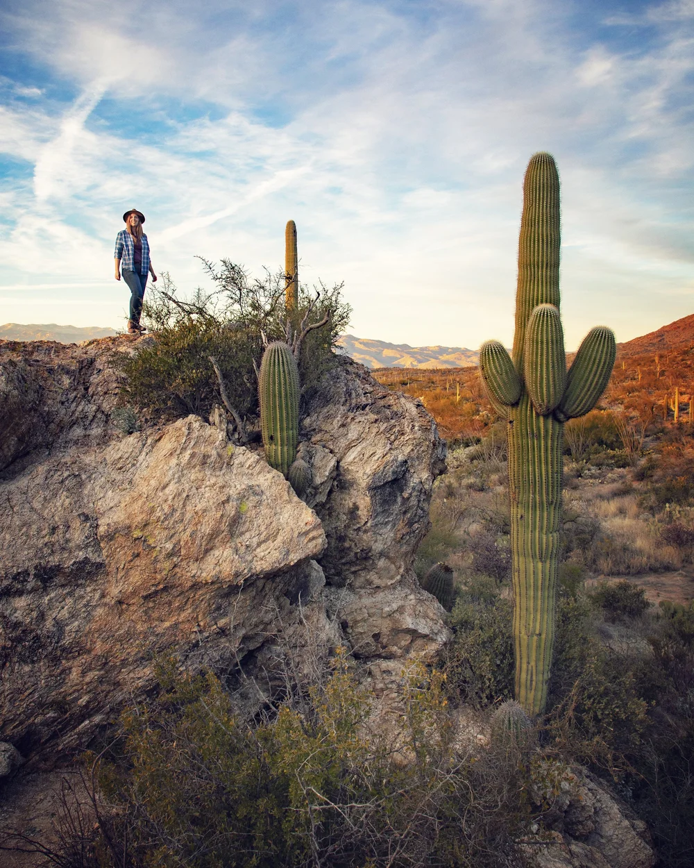 Cactus Forest Drive Top 10 Stops (Saguaro National Park East) — Flying ...