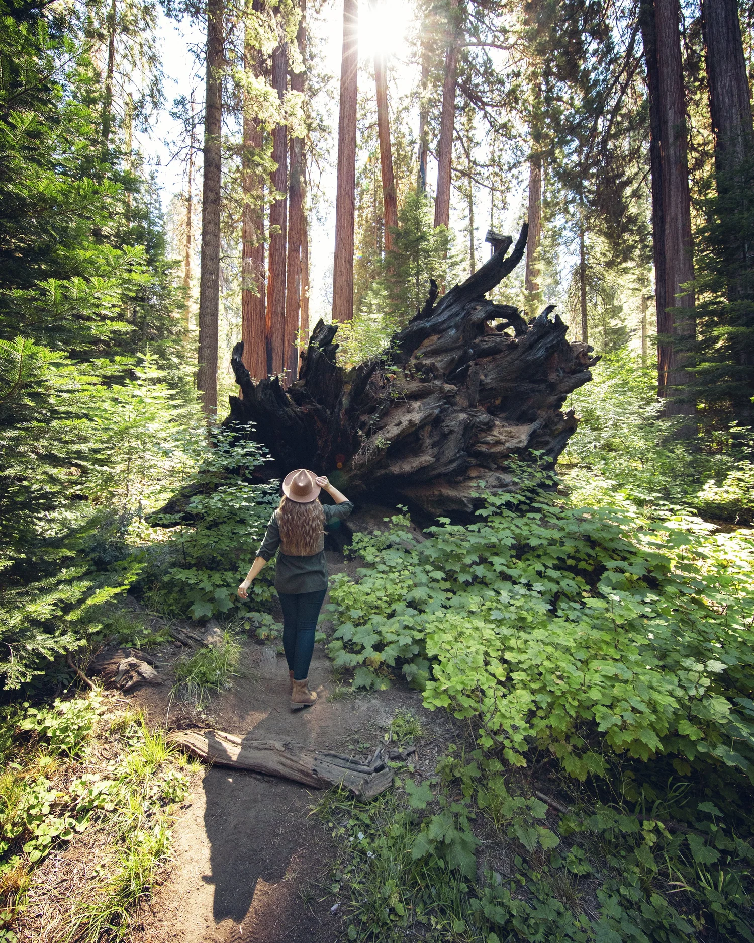 Hazelwood Nature Trail inside Sequoia National Park — Flying Dawn Marie ...