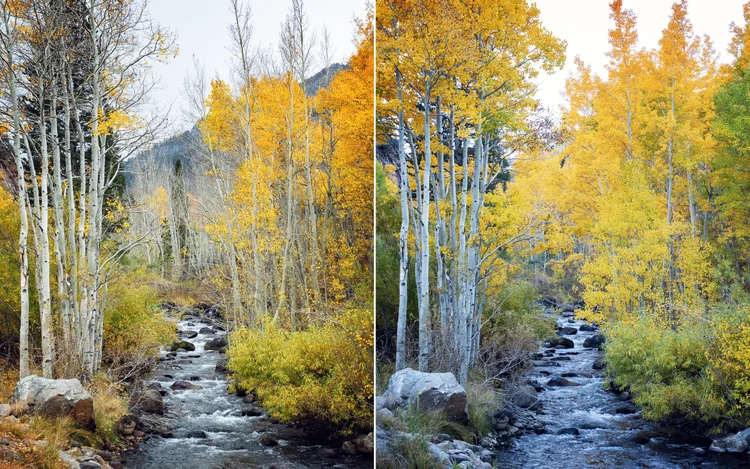 Eastern Sierra Fall Colors Report (10/9) **GO NOW/GO SOON** — Flying ...