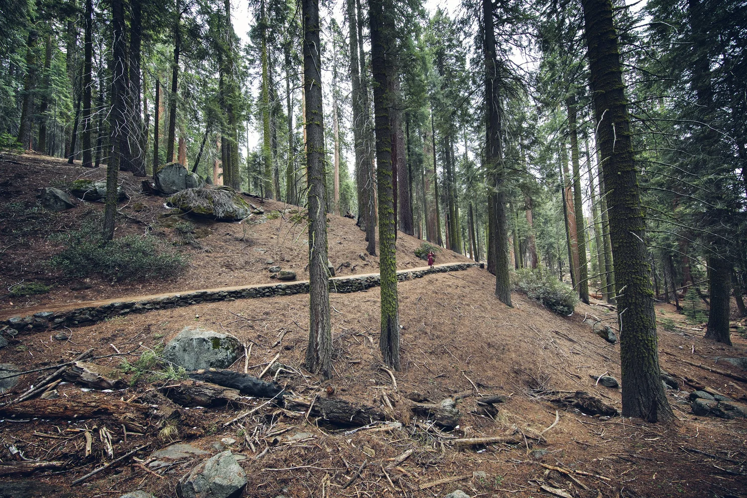 Congress Trail (Sequoia National Park) — Flying Dawn Marie | Travel ...