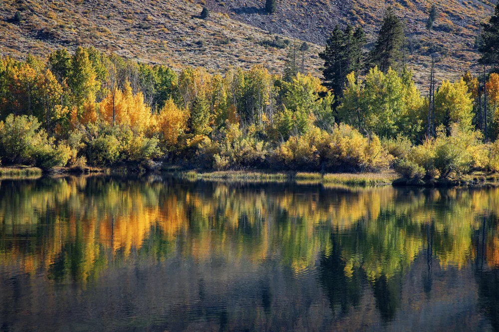 Eastern Sierra Fall Colors Report (10/3/24) **GO NOW!** — Flying Dawn ...