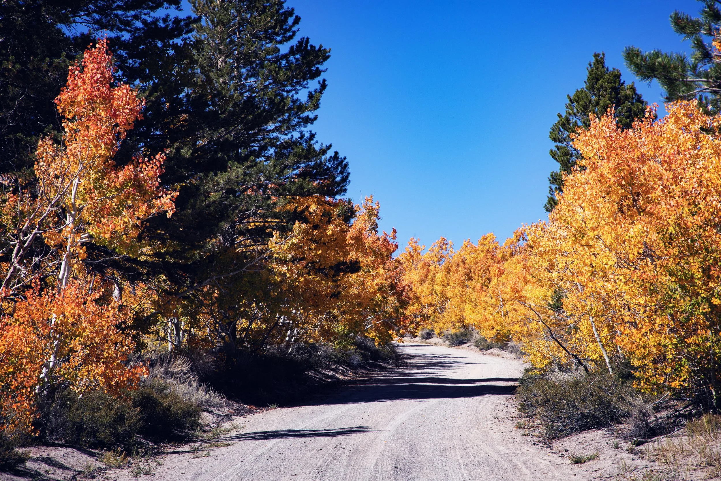Eastern Sierra Fall Color Report (GO NOW/GO SOON) - Top Spots in Mono ...