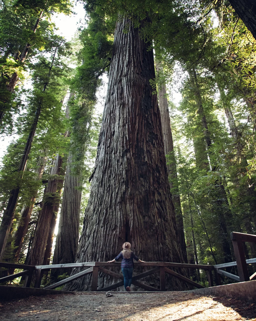 Visiting the Tallest, Oldest & Largest Trees in the World (California ...