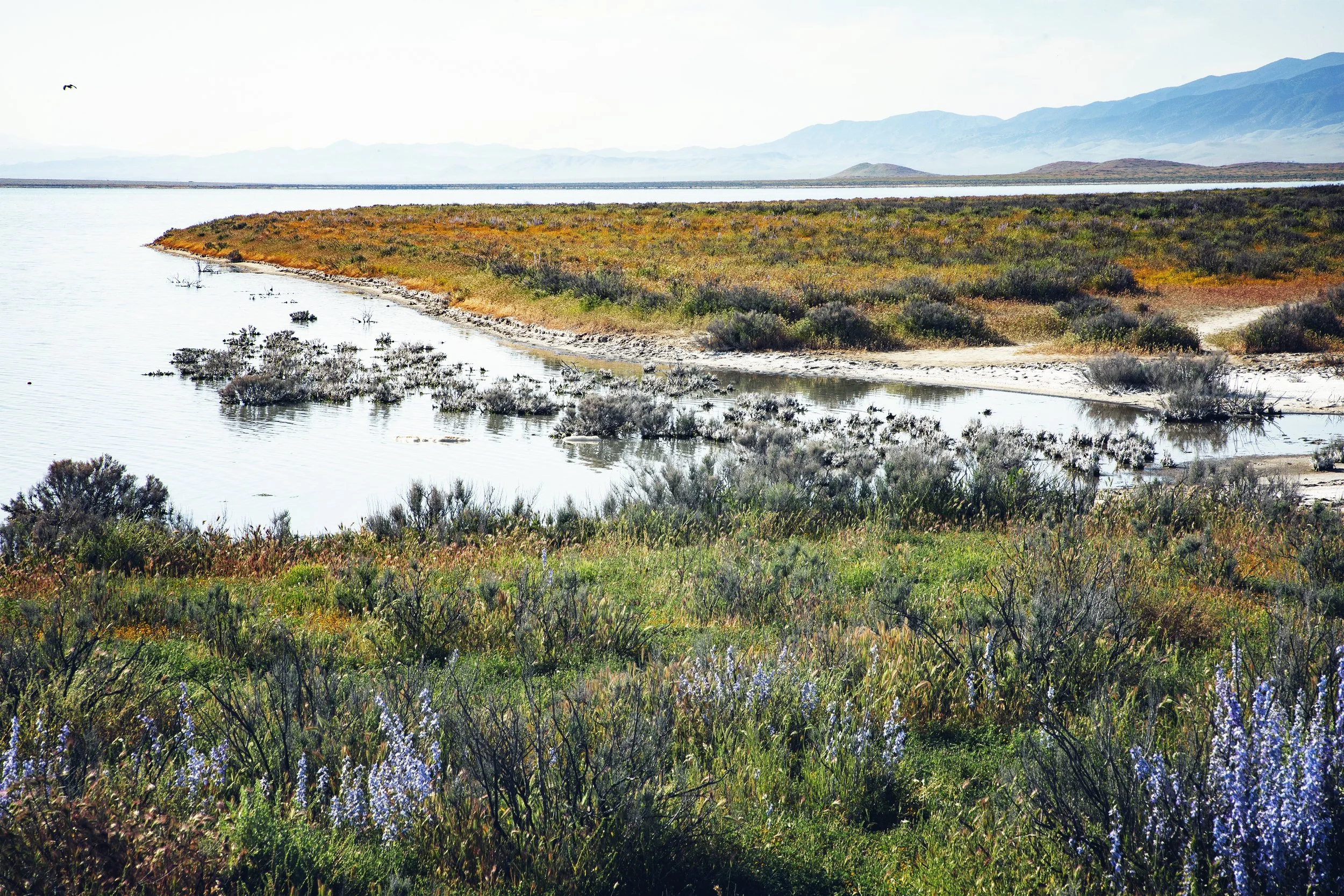 Spring Wildflowers at Carrizo Plain National Monument — Flying Dawn ...