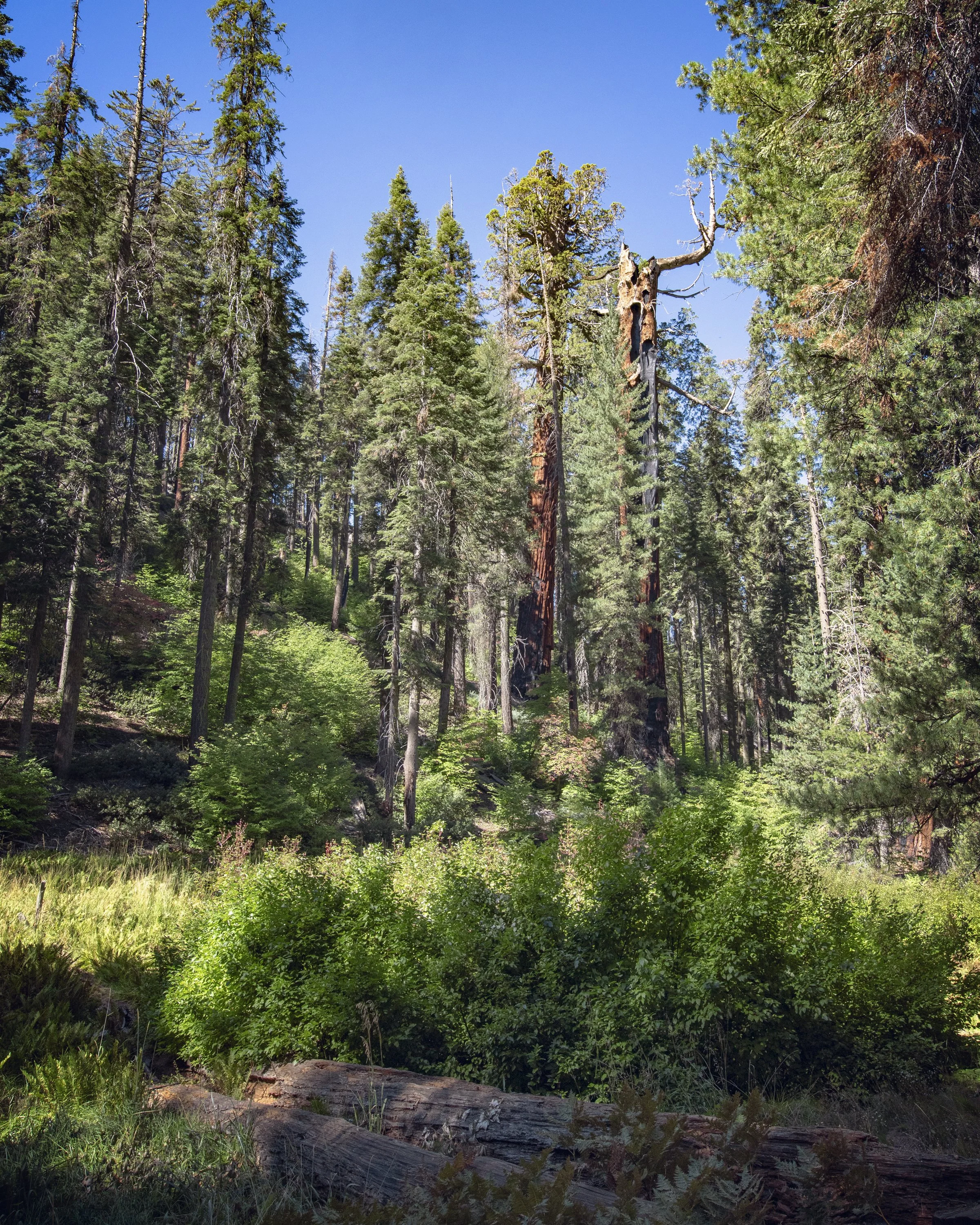 Hazelwood Nature Trail inside Sequoia National Park — Flying Dawn Marie ...