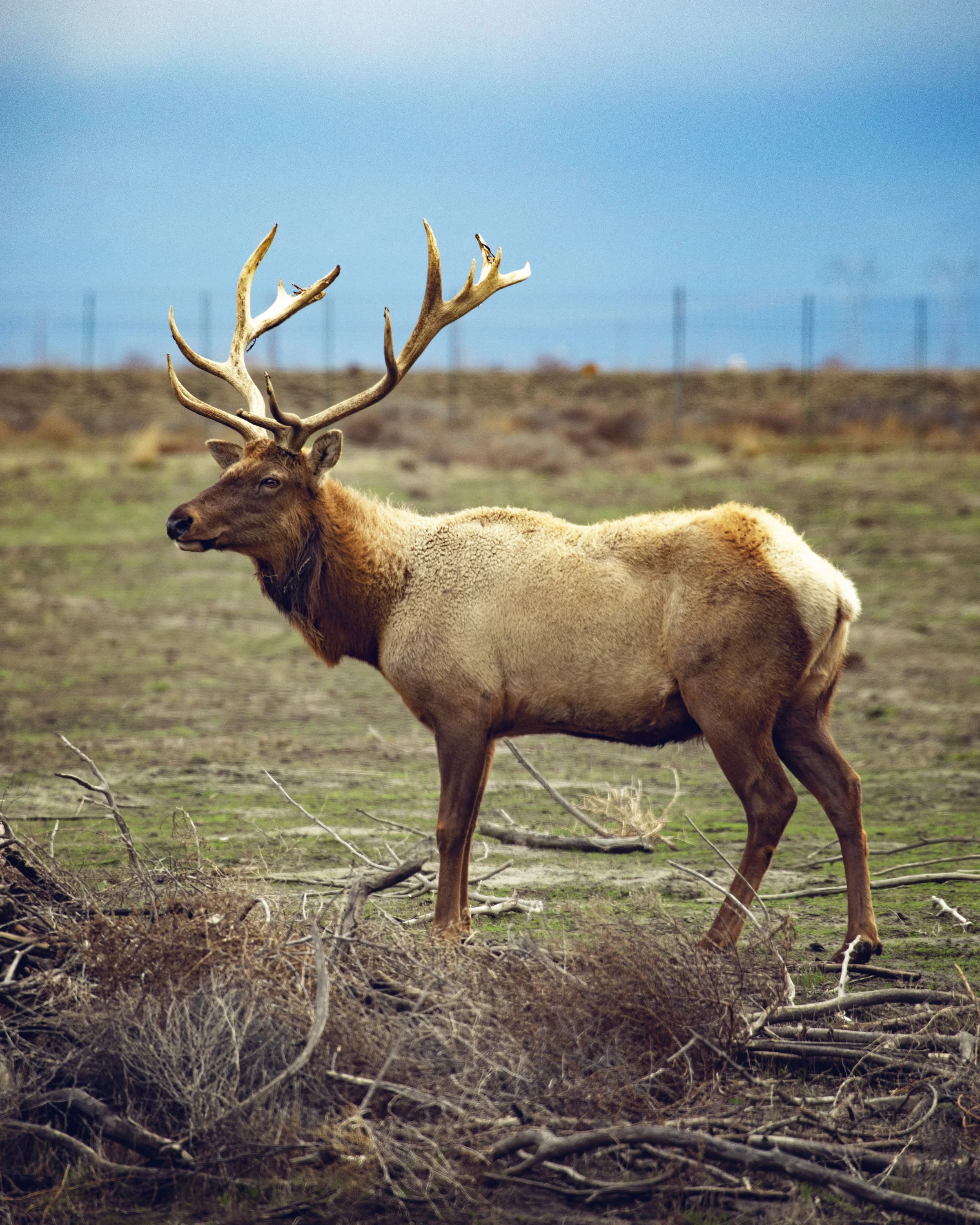 Tule Elk State Natural Reserve Visitors Guide — Flying Dawn Marie | Travel blog, guides ...