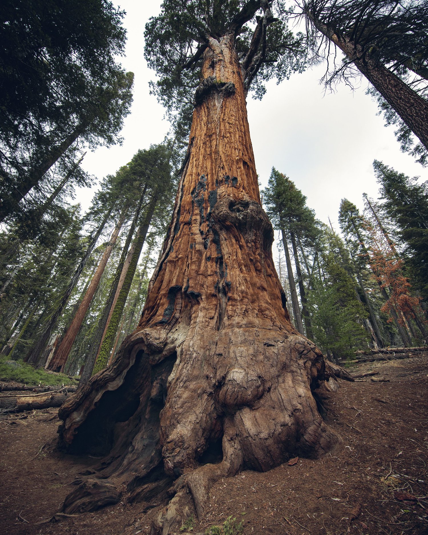 Congress Trail (Sequoia National Park) — Flying Dawn Marie | Travel ...