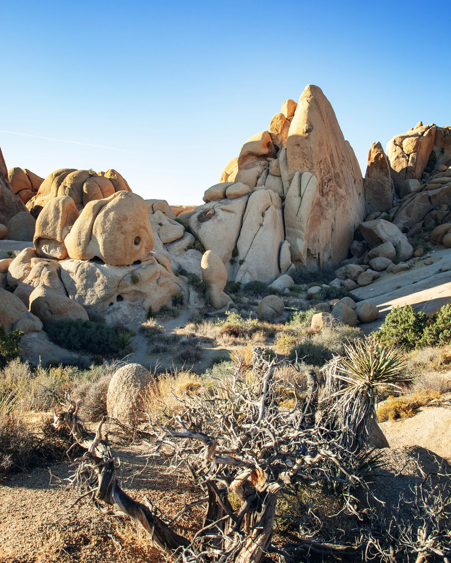 Discovery Trail (Joshua Tree) Kid-Friendly Hike — Flying Dawn Marie ...