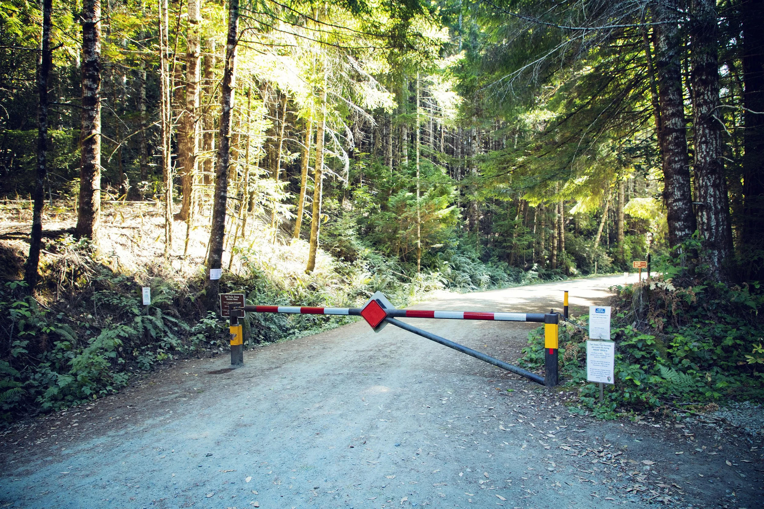 Tall Trees Grove Trail (Redwood National Park) — Flying Dawn Marie ...