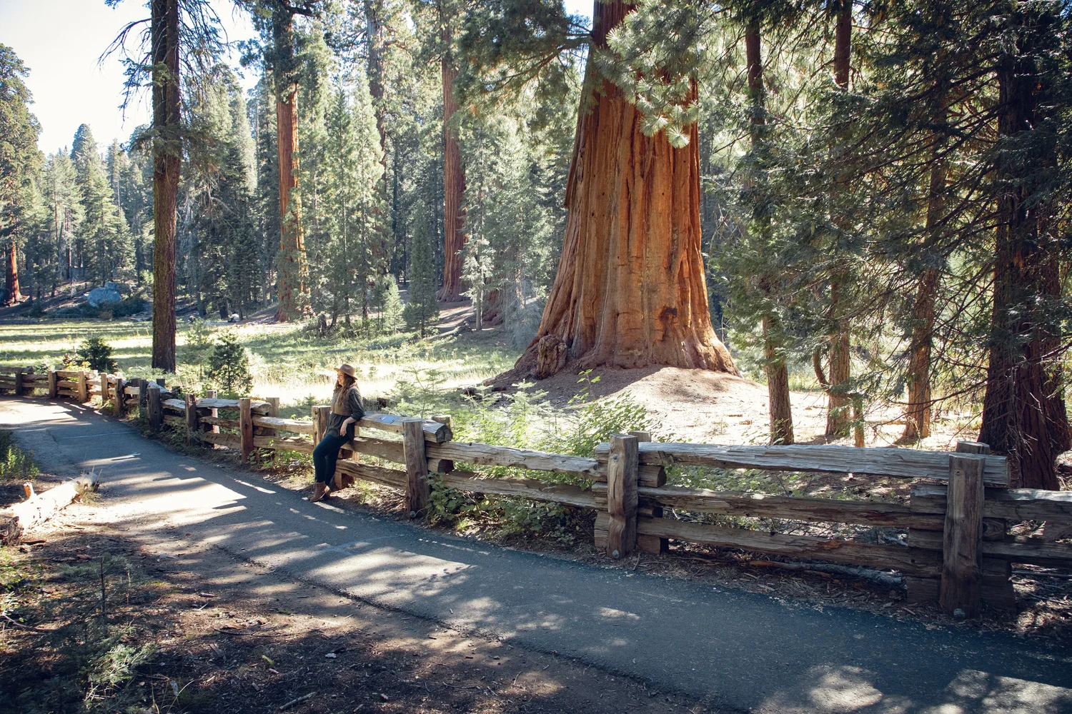 Big Trees Trail in Sequoia National Park — Flying Dawn Marie | Travel ...
