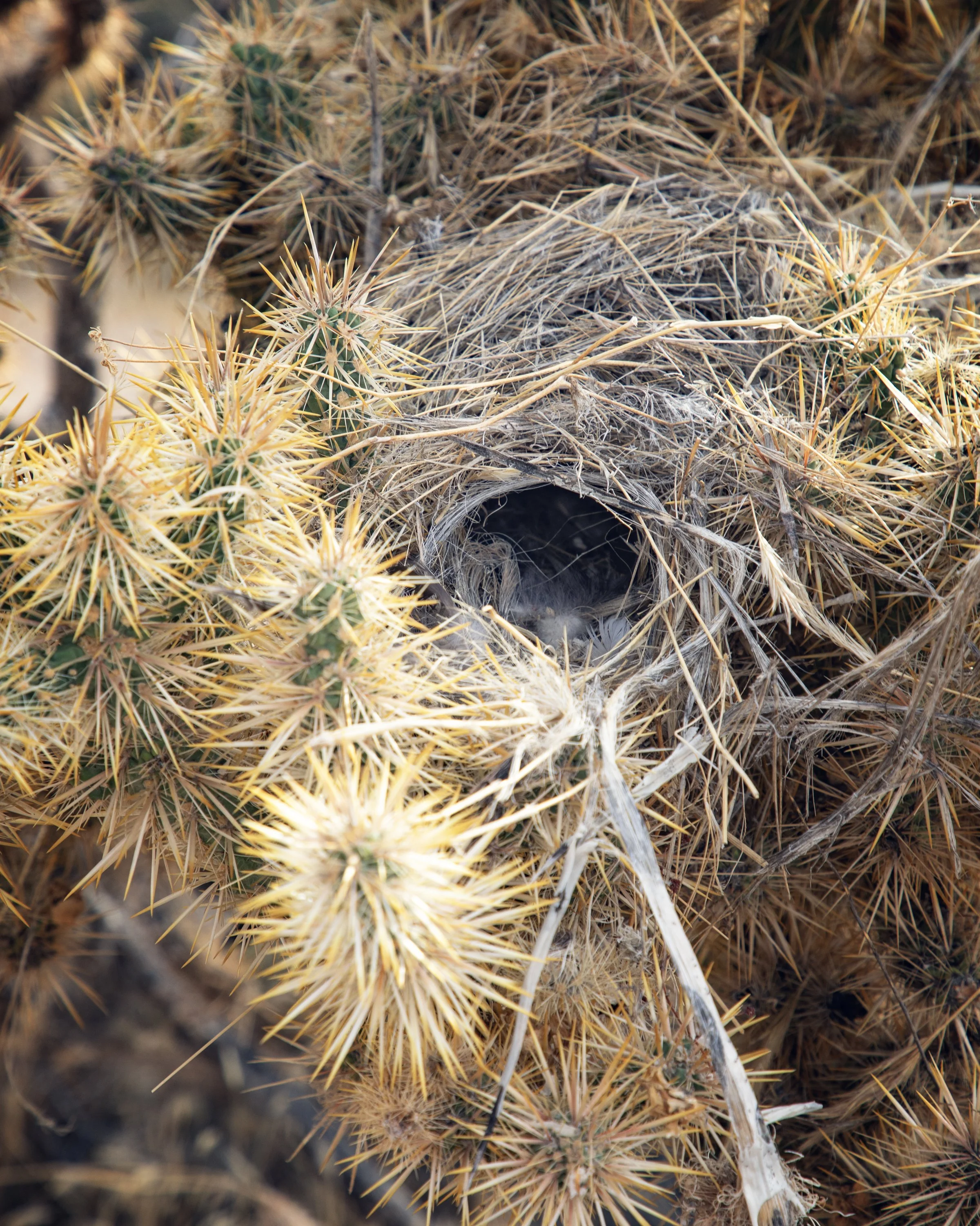 Cap Rock Nature Trail & Bizarre History (Joshua Tree National Park ...