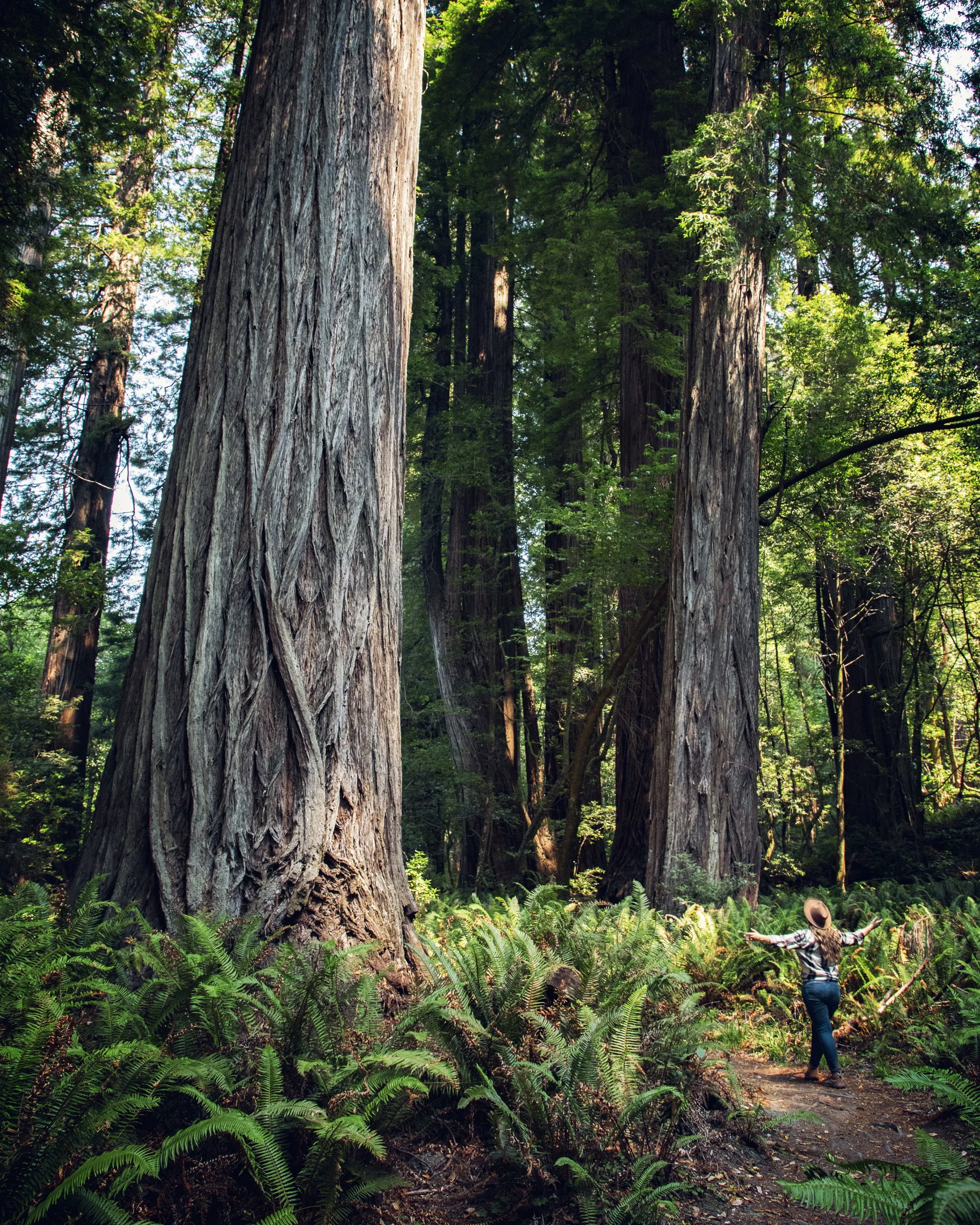 Tall Trees Grove Trail (Redwood National Park) — Flying Dawn Marie ...