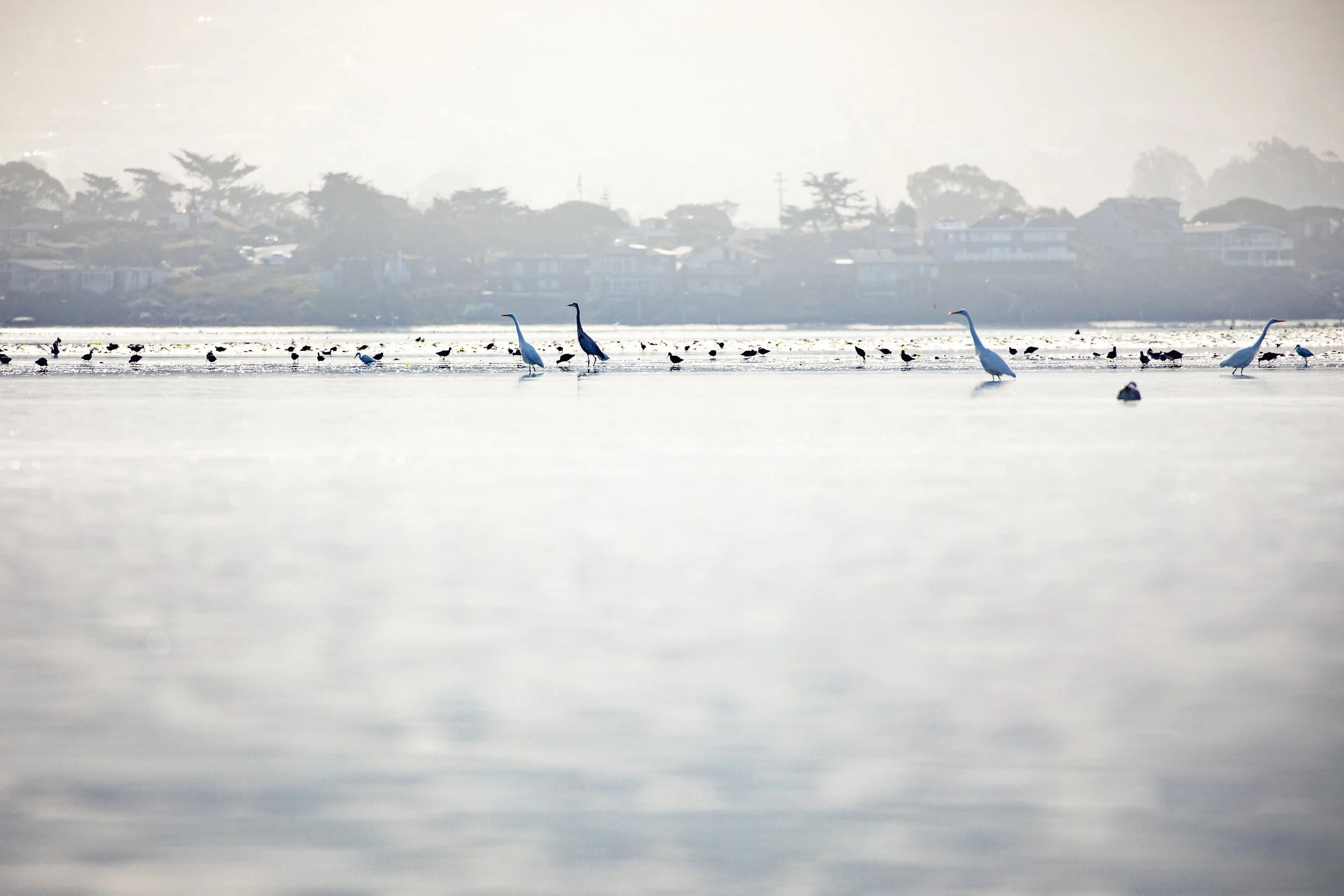 Ultimate Guide to Central CA Wildlife - Central Coast Highway 1 Road ...