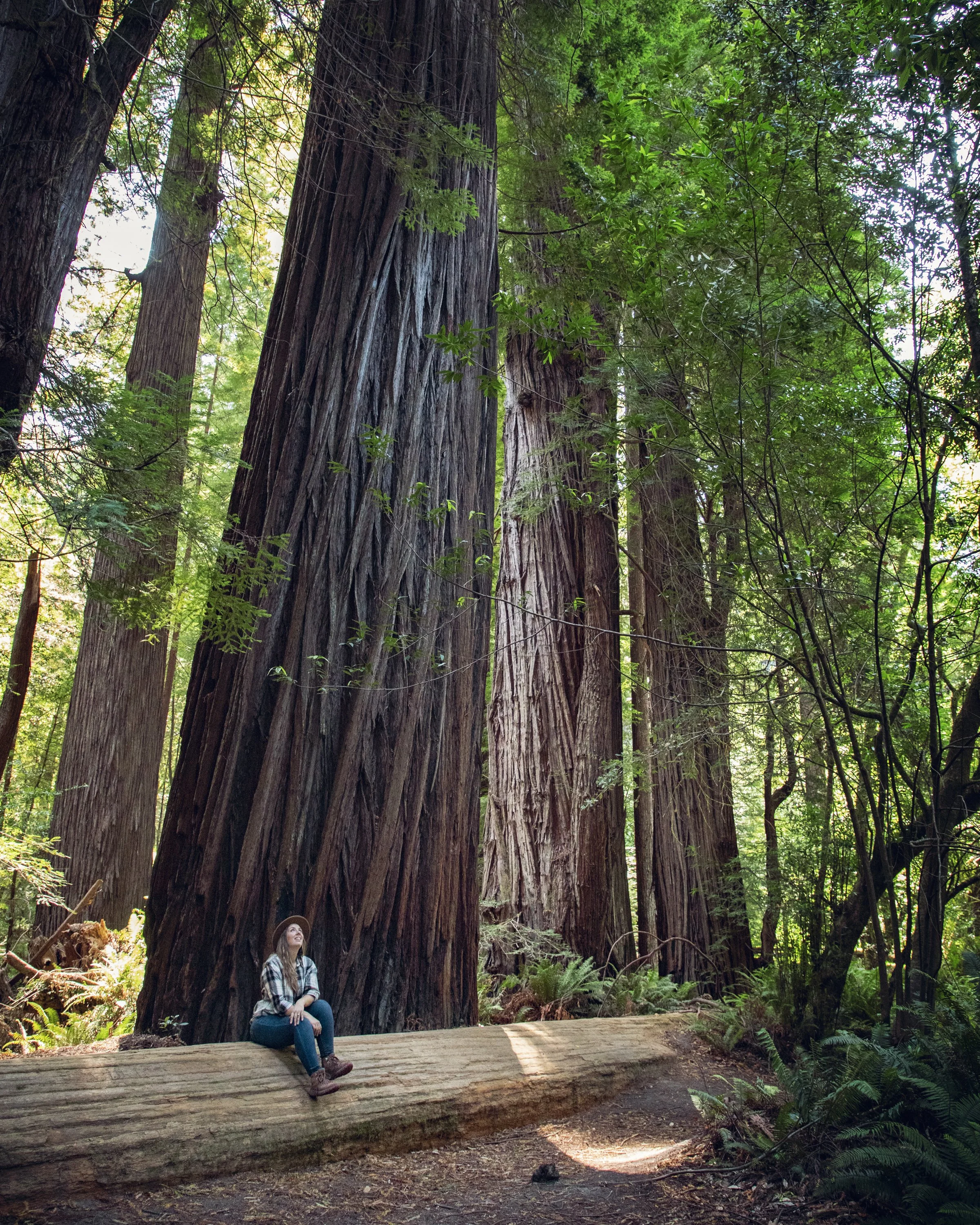 Tall Trees Grove Trail (Redwood National Park) — Flying Dawn Marie ...