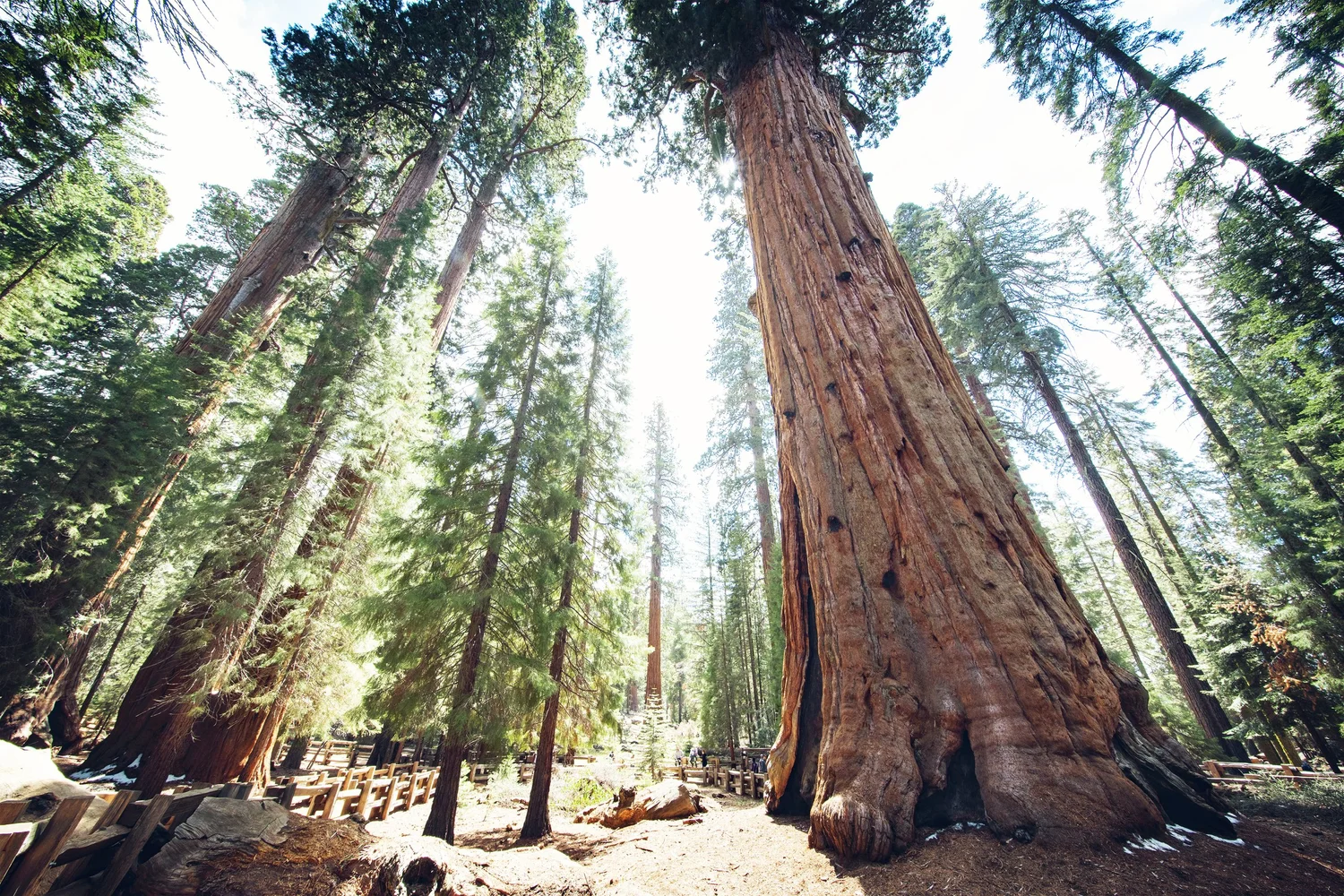 Visit the General Sherman Tree in Sequoia National Park — Flying Dawn ...