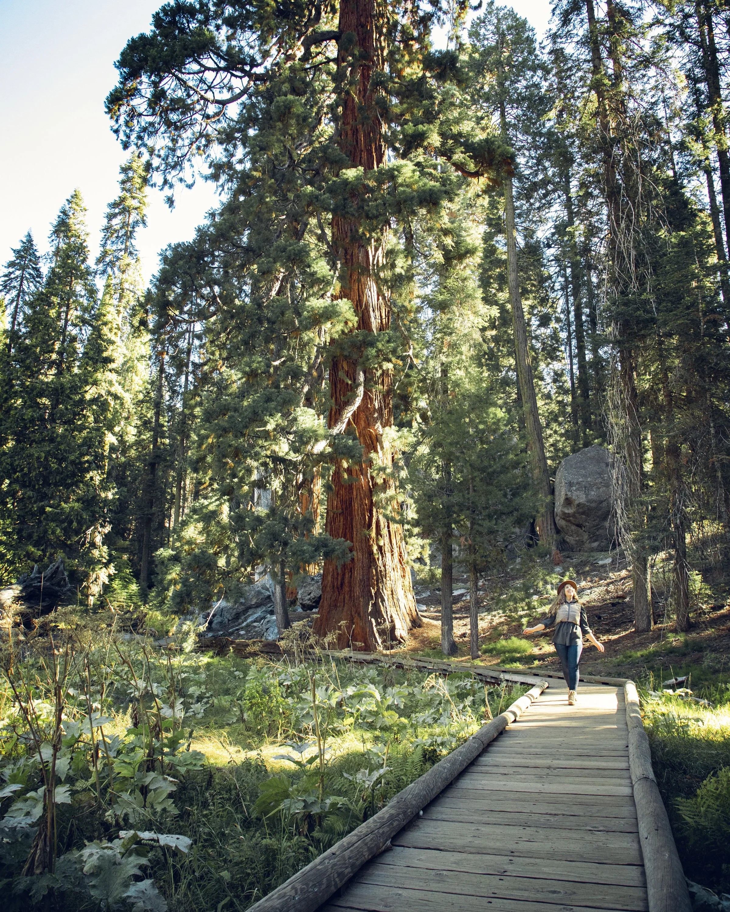 Big Trees Trail in Sequoia National Park — Flying Dawn Marie | Travel ...